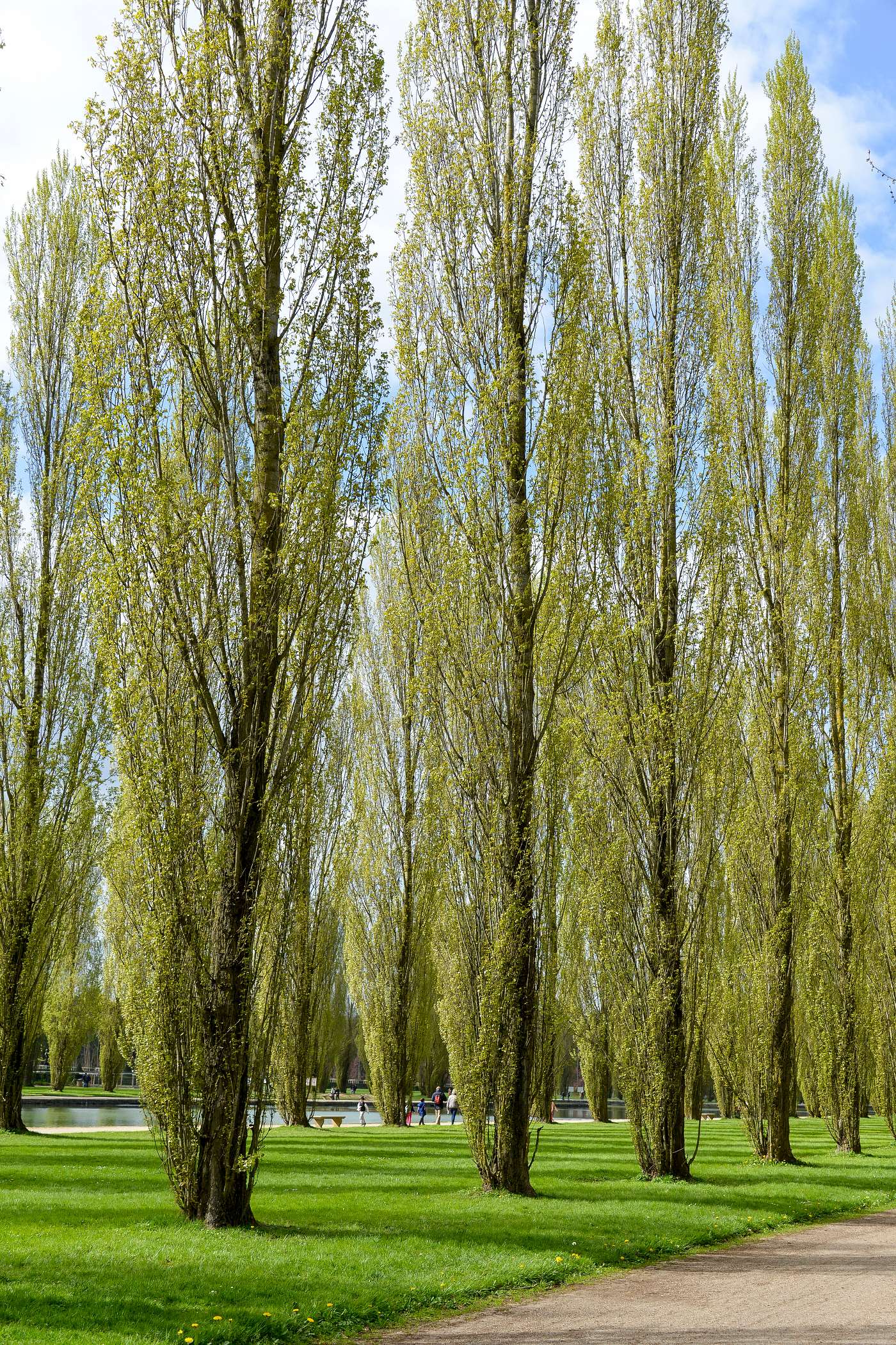 Zdjęcia topoli włoskiej - 5 fotografii