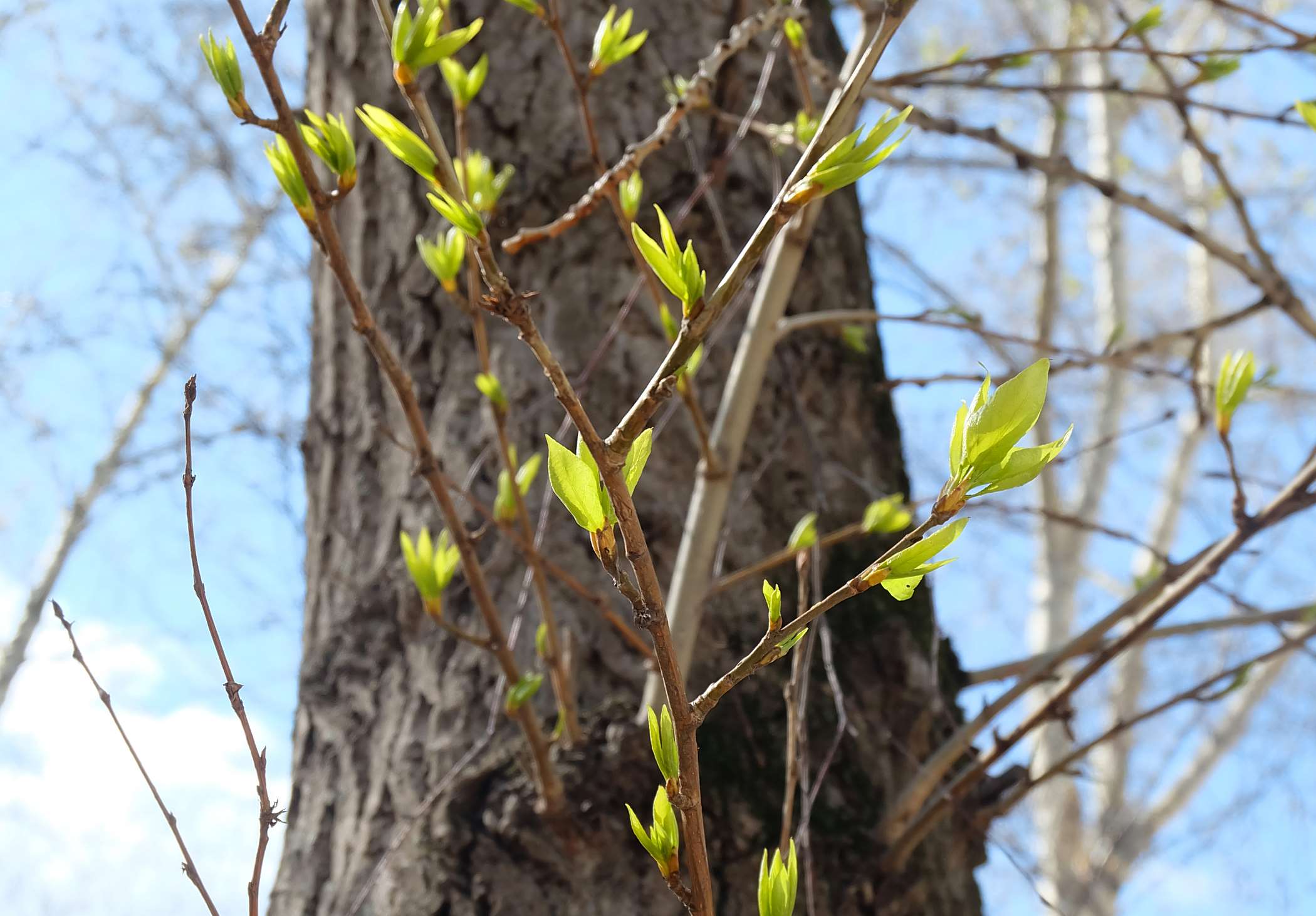 Zdjęcia topoli balsamicznej - 5 fotografii
