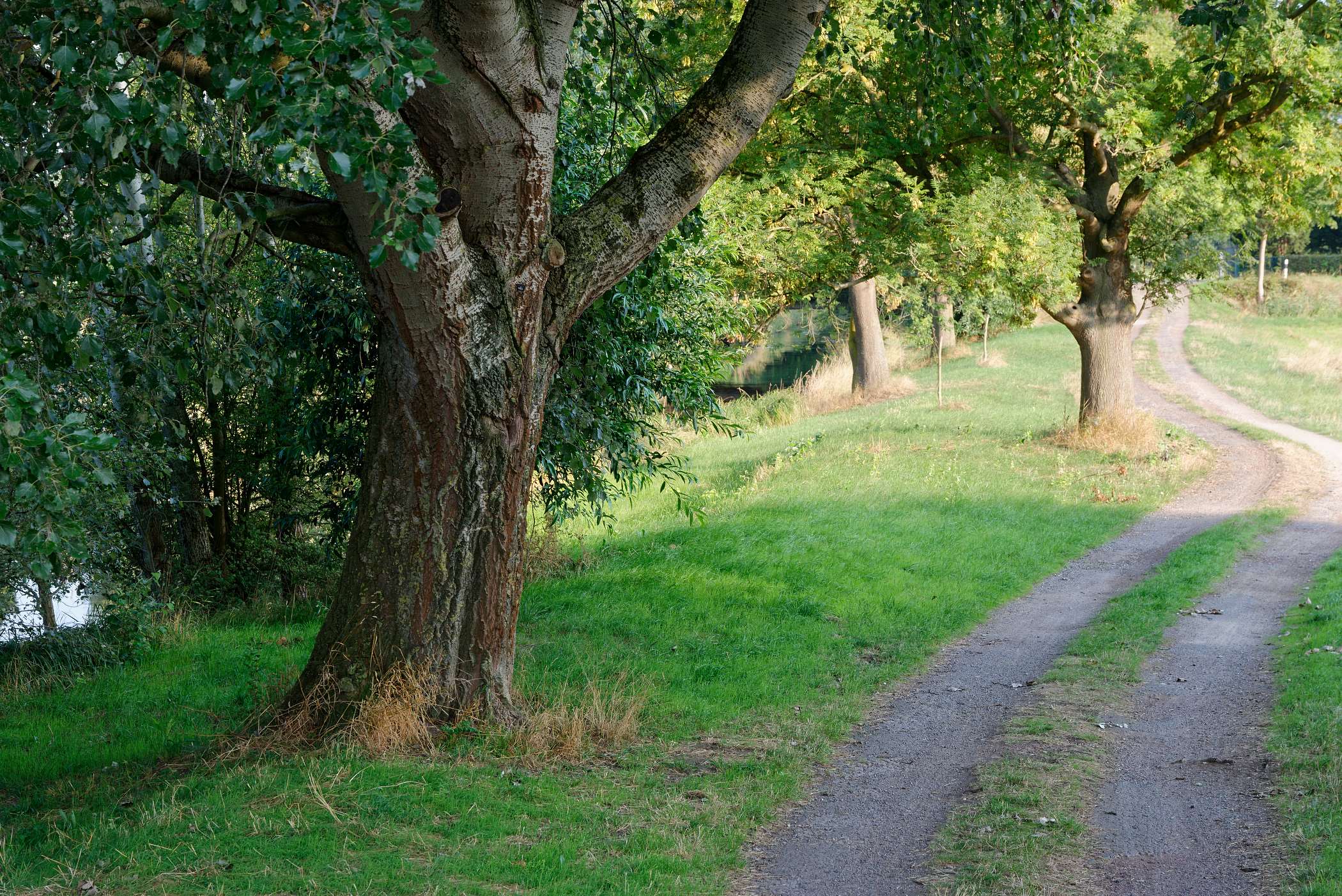 Zdjęcia topoli balsamicznej - 5 fotografii