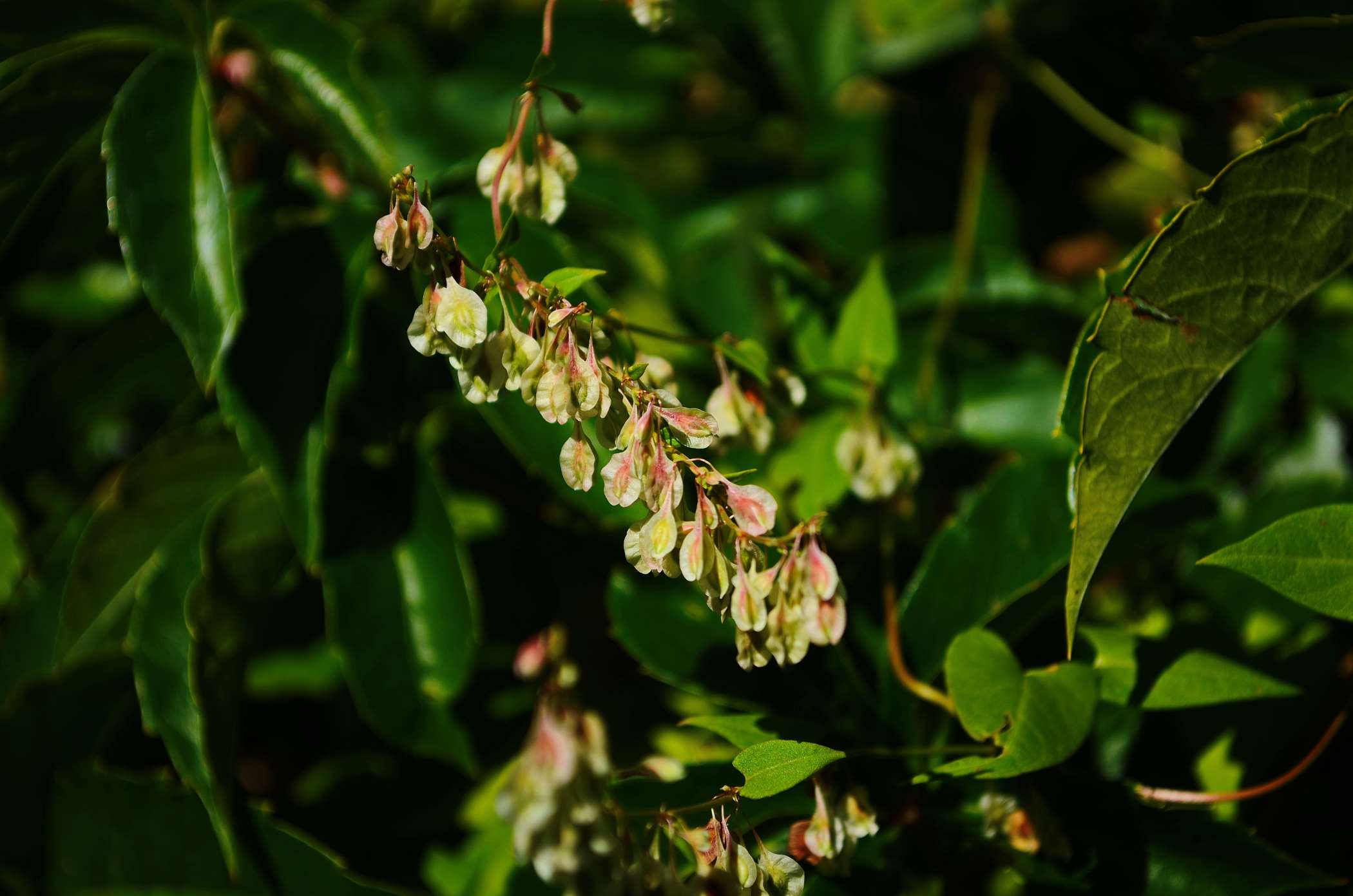 Zdjęcia rdestu powojowego - 5 fotografii