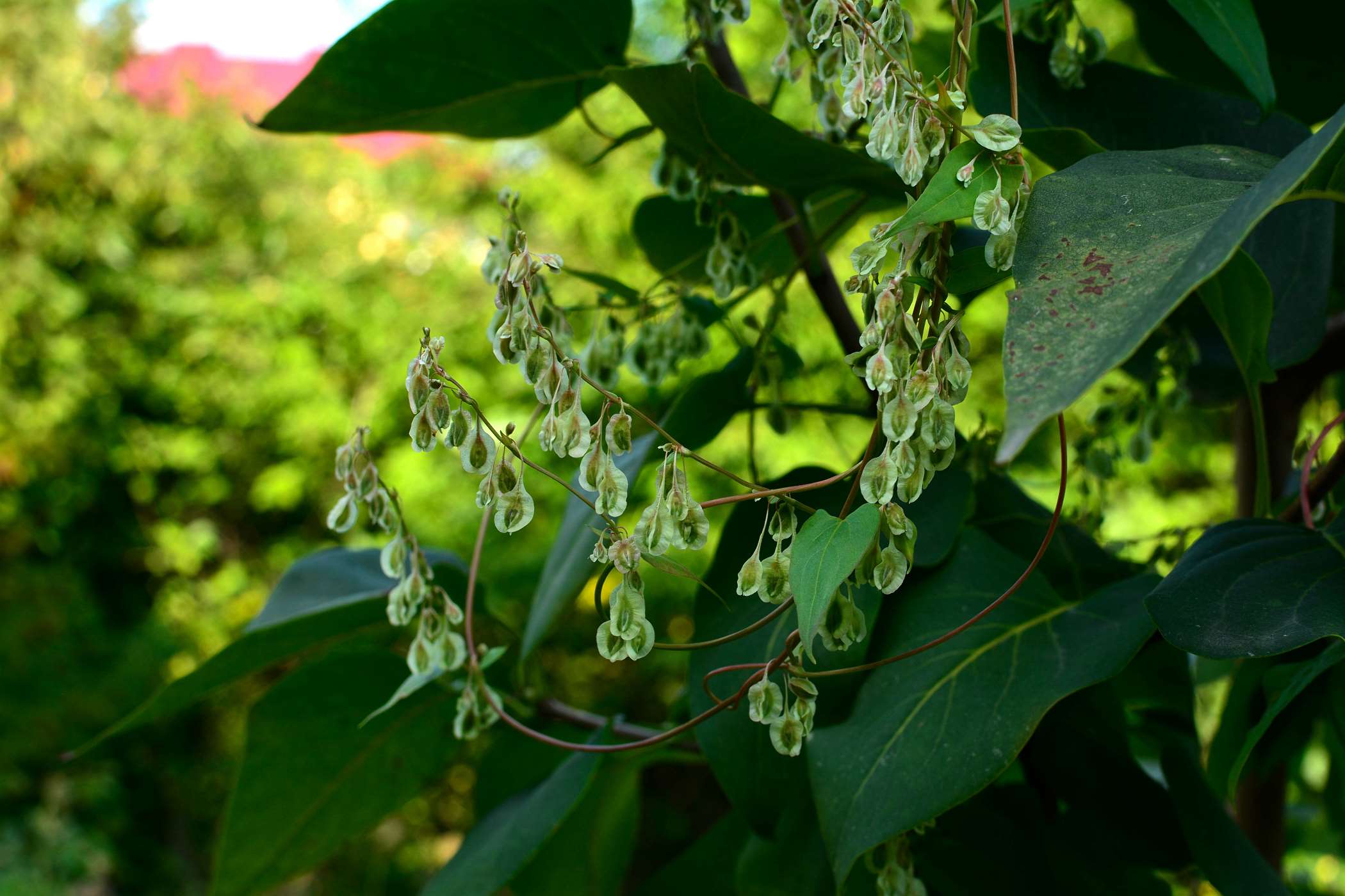 Zdjęcia rdestu powojowego - 5 fotografii
