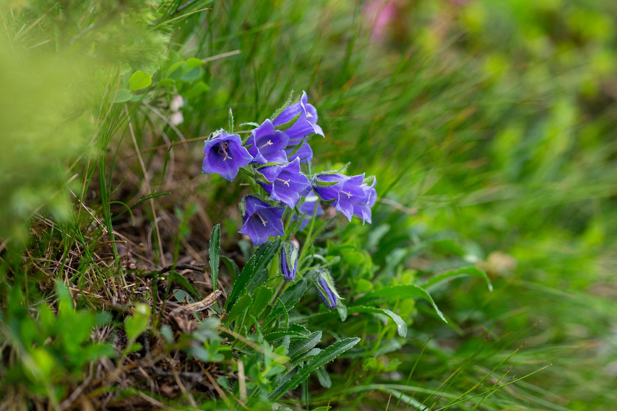 Zdjęcia dzwonka alpejskiego - 5 fotografii