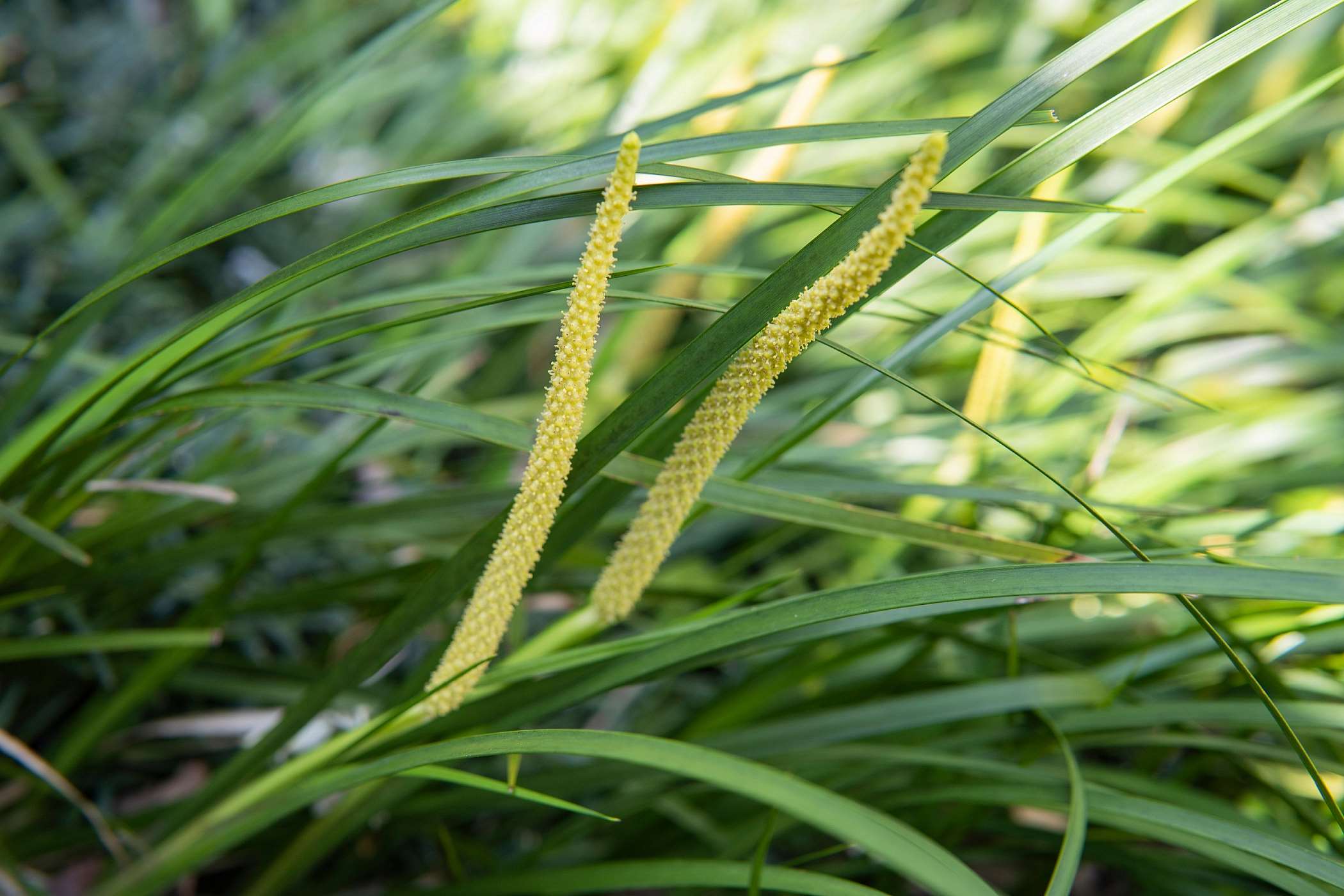 Zdjęcia tataraku trawiastego - 5 fotografii