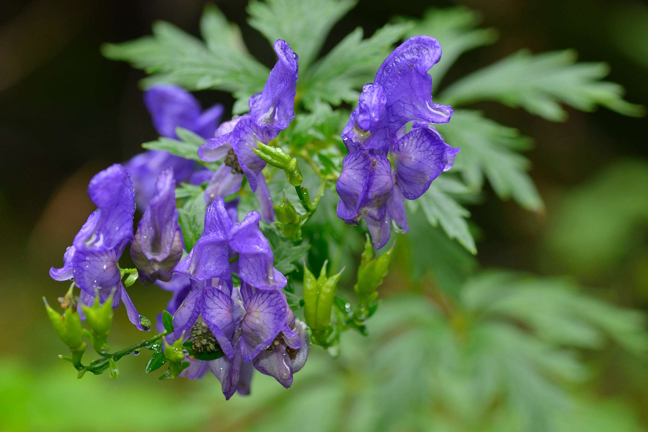Zdjęcia tojadu niebieskiego - 6 fotografii