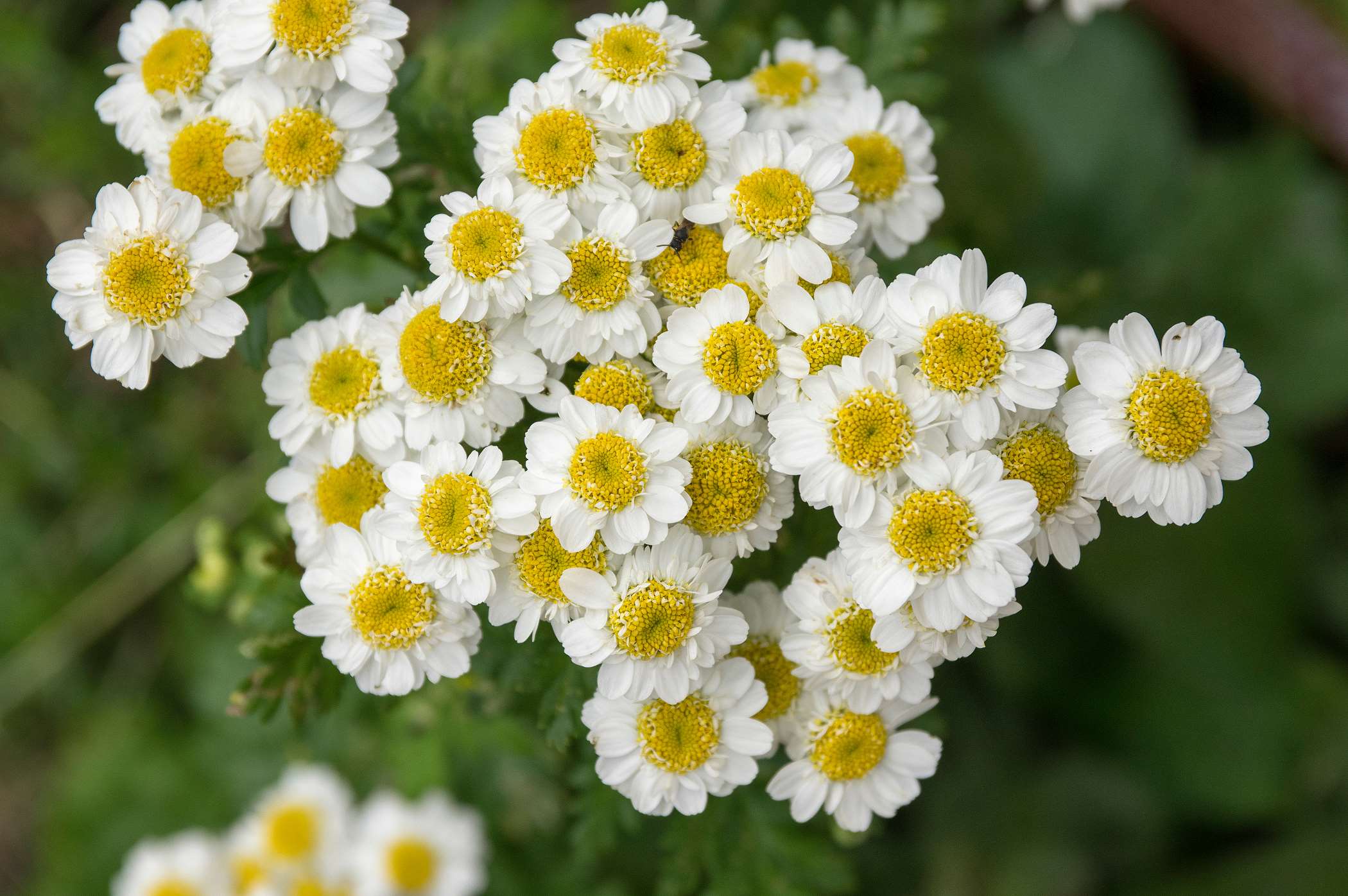 Zdjęcia wrotyczu maruny - 5 fotografii