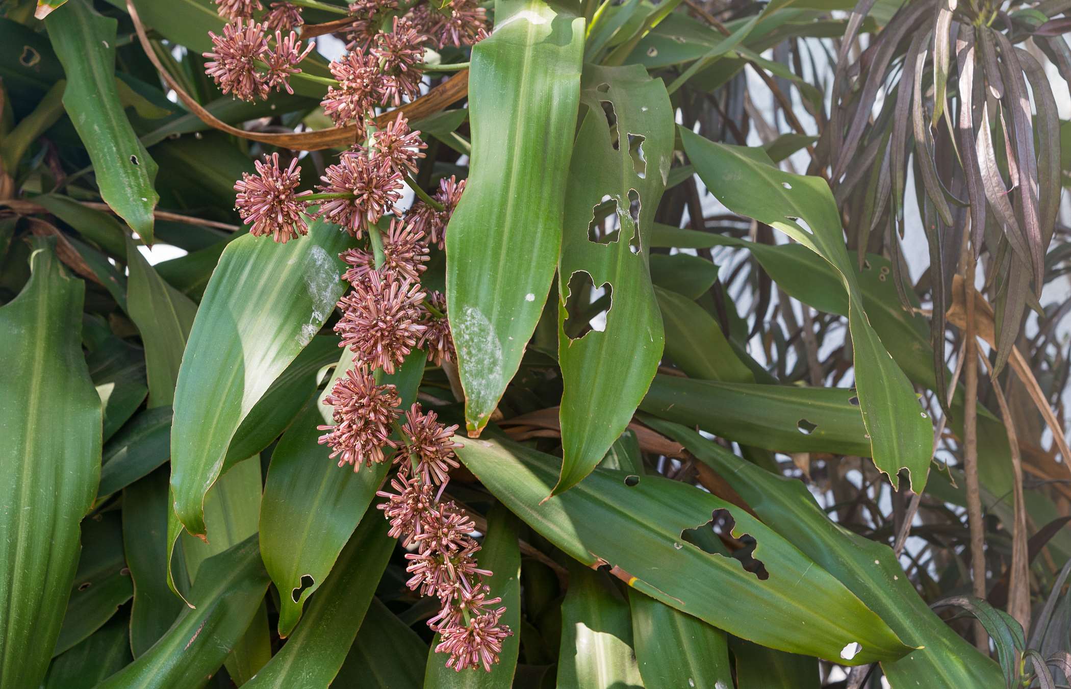 Zdjęcia draceny wonnej - 4 fotografie