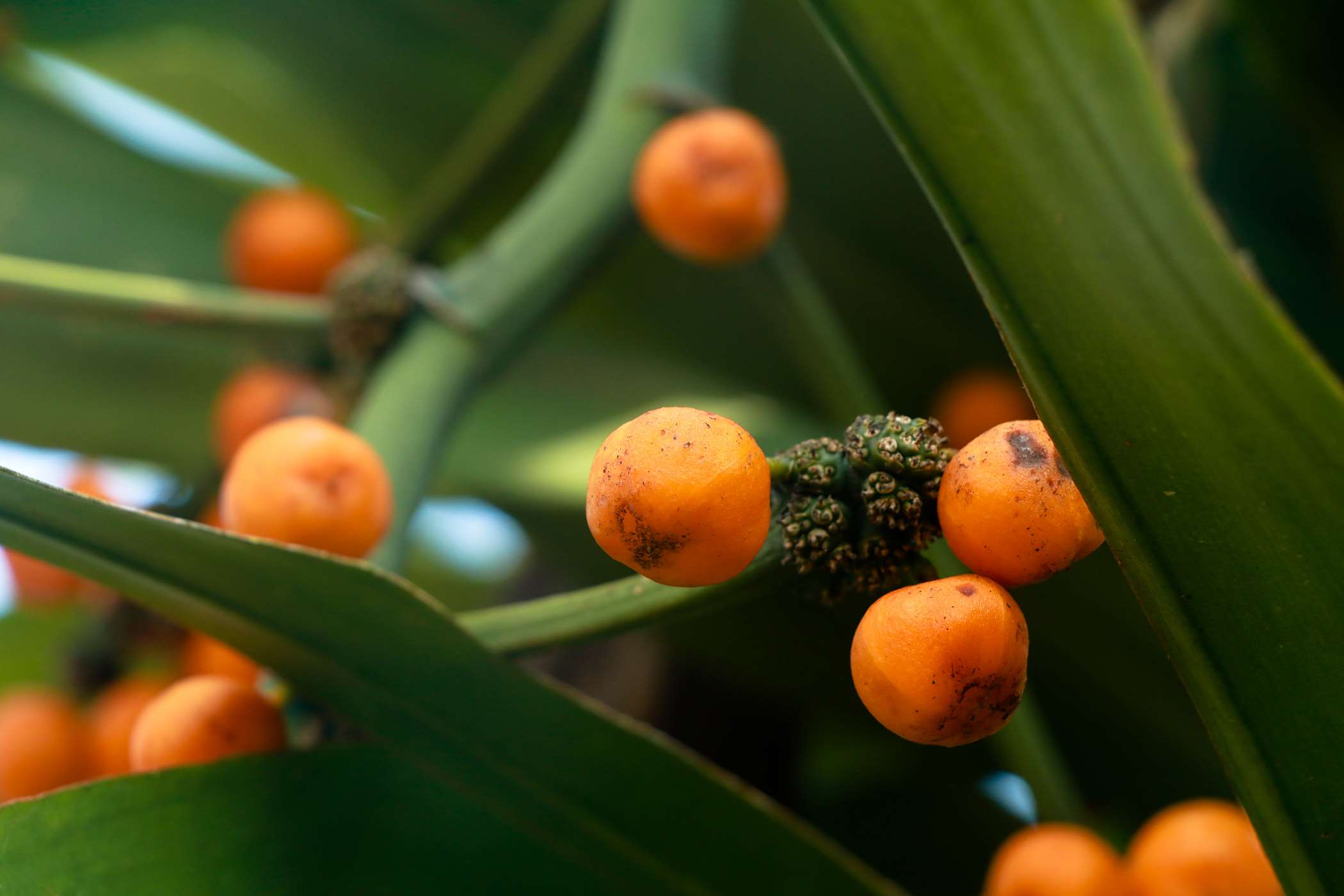 Zdjęcia draceny wonnej - 4 fotografie