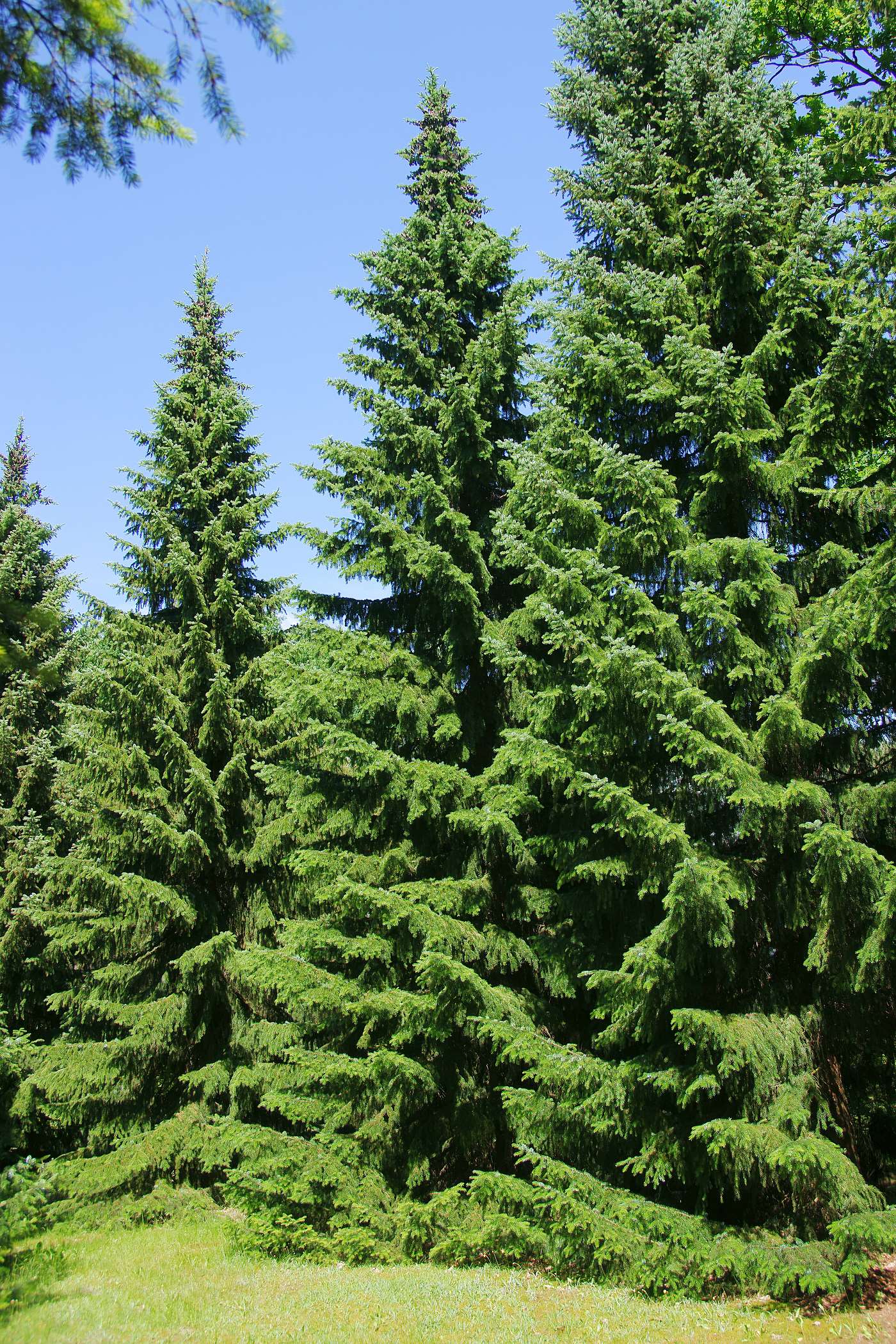 Zdjęcia świerka serbskiego - 5 fotografii