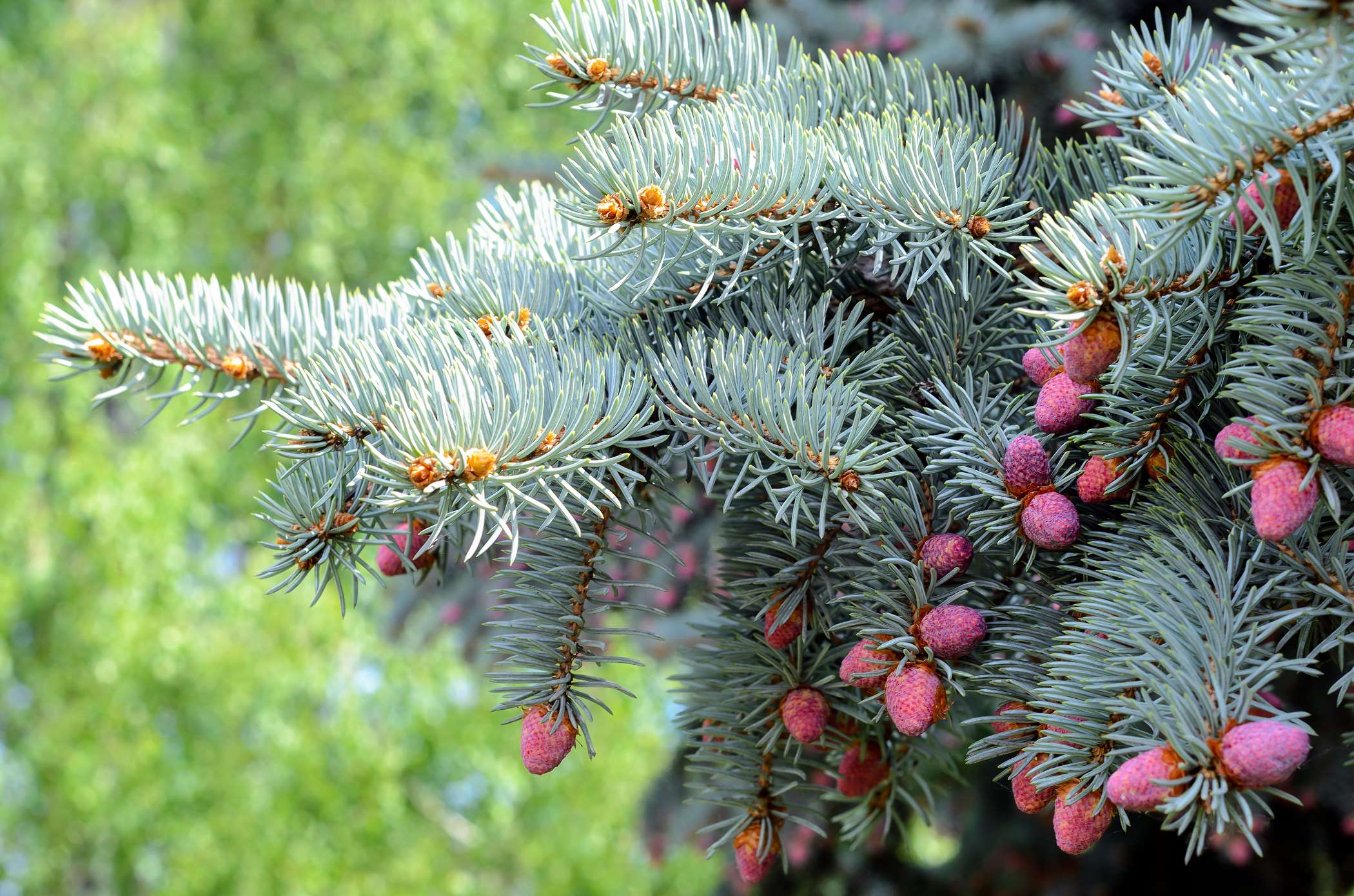 Zdjęcia świerka kłującego - 6 fotografii