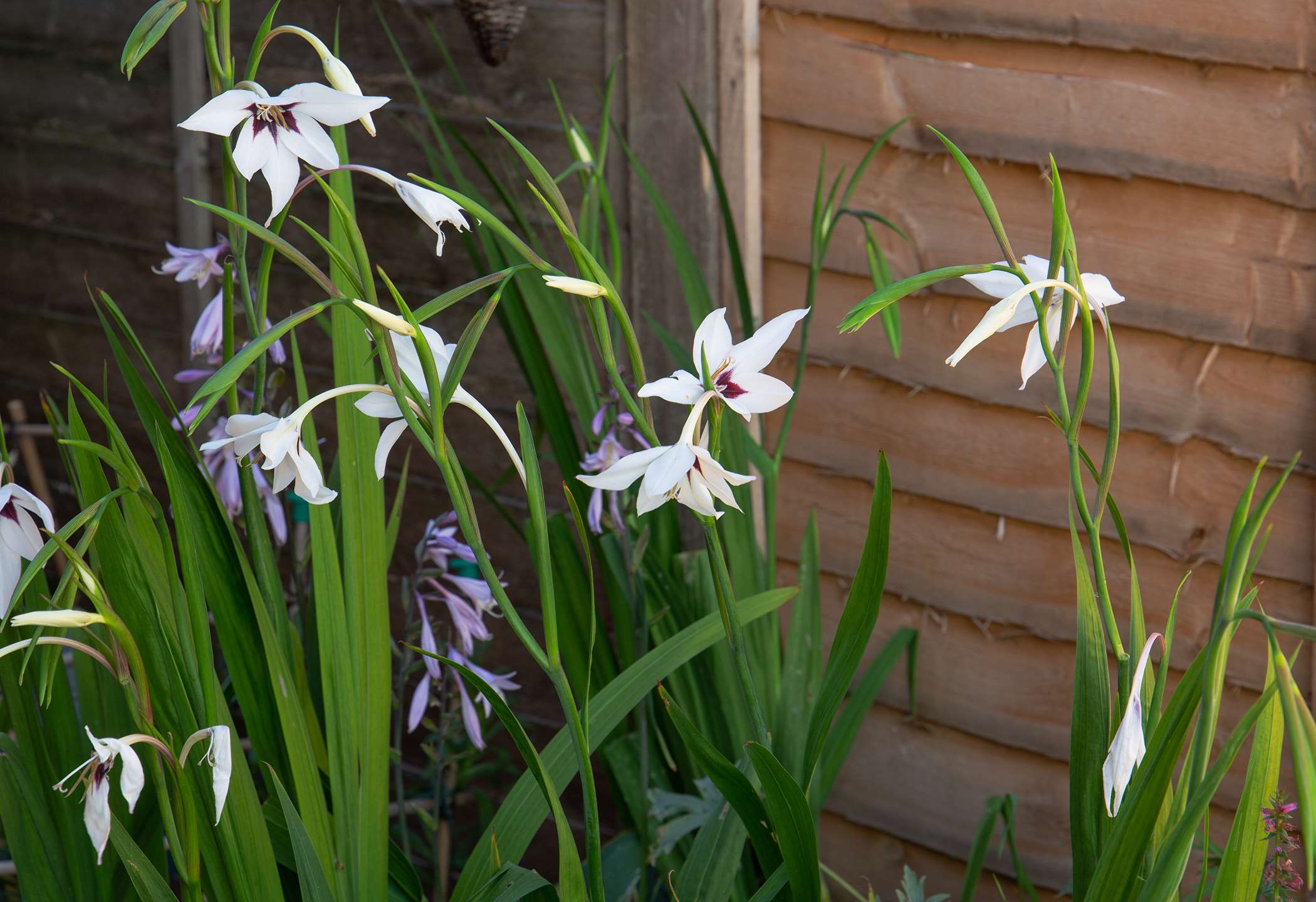 Zdjęcia mieczyka abisyńskiego - 5 fotografii