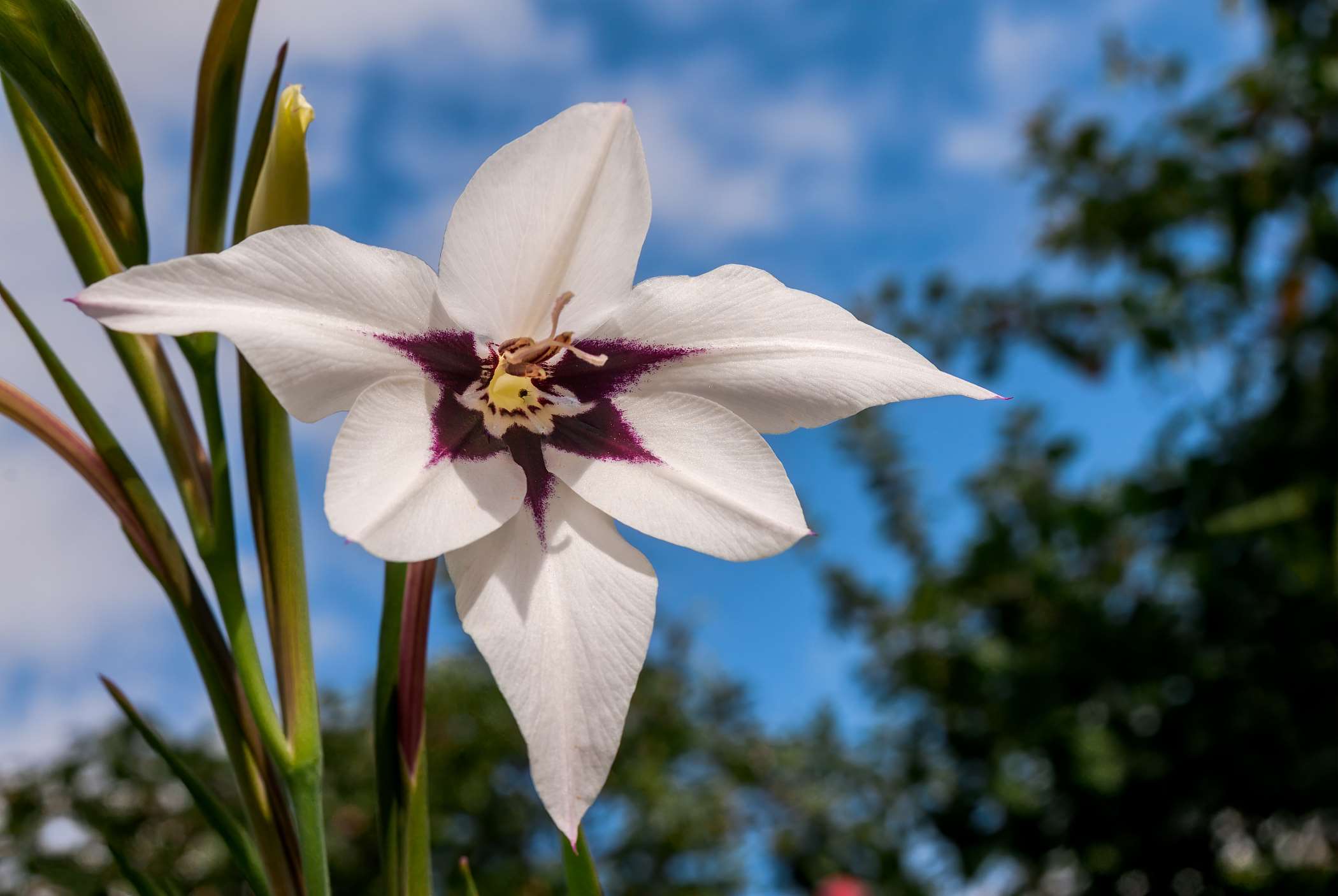 Zdjęcia mieczyka abisyńskiego - 5 fotografii