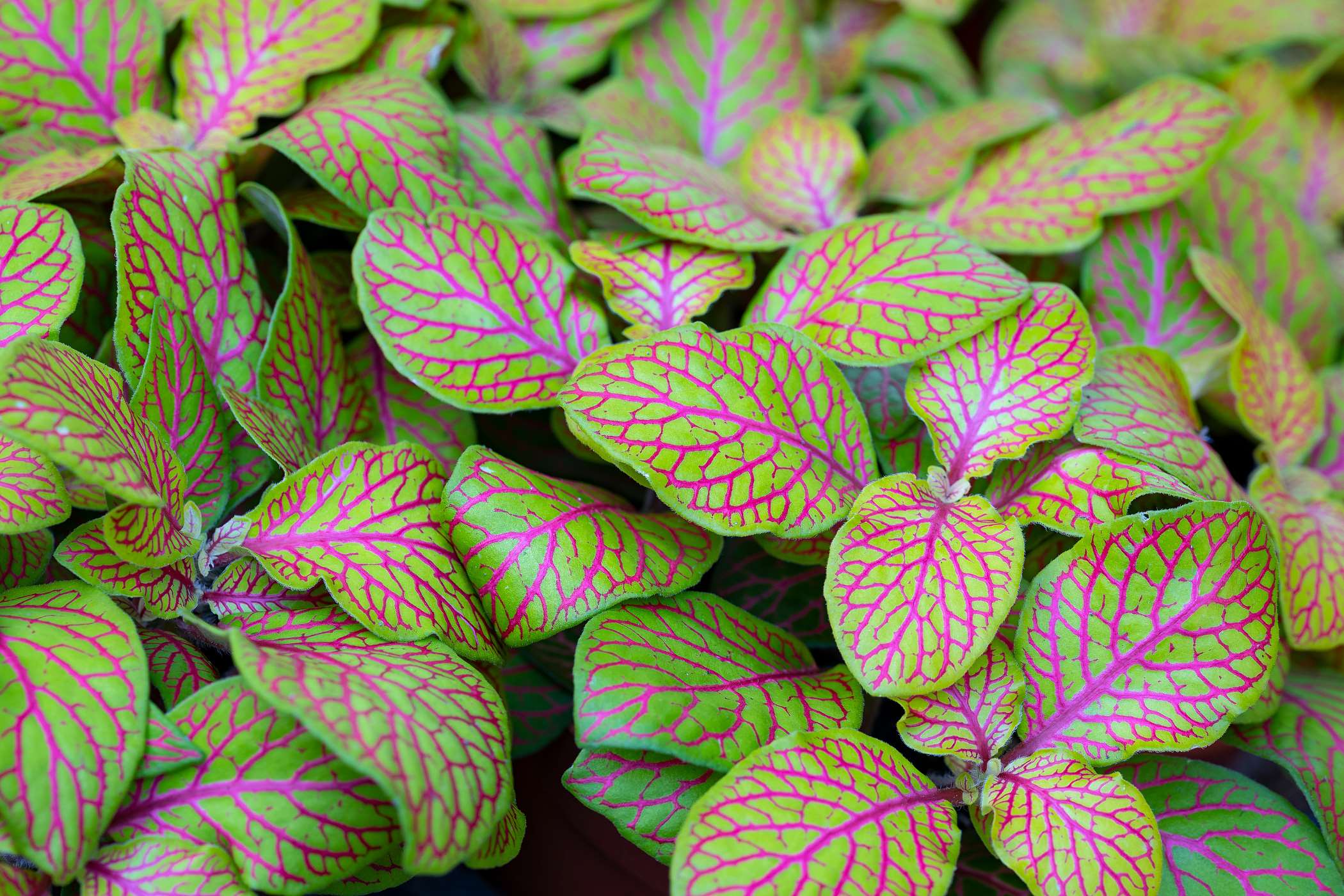 Zdjęcia fitonii białożyłkowej - 5 fotografii