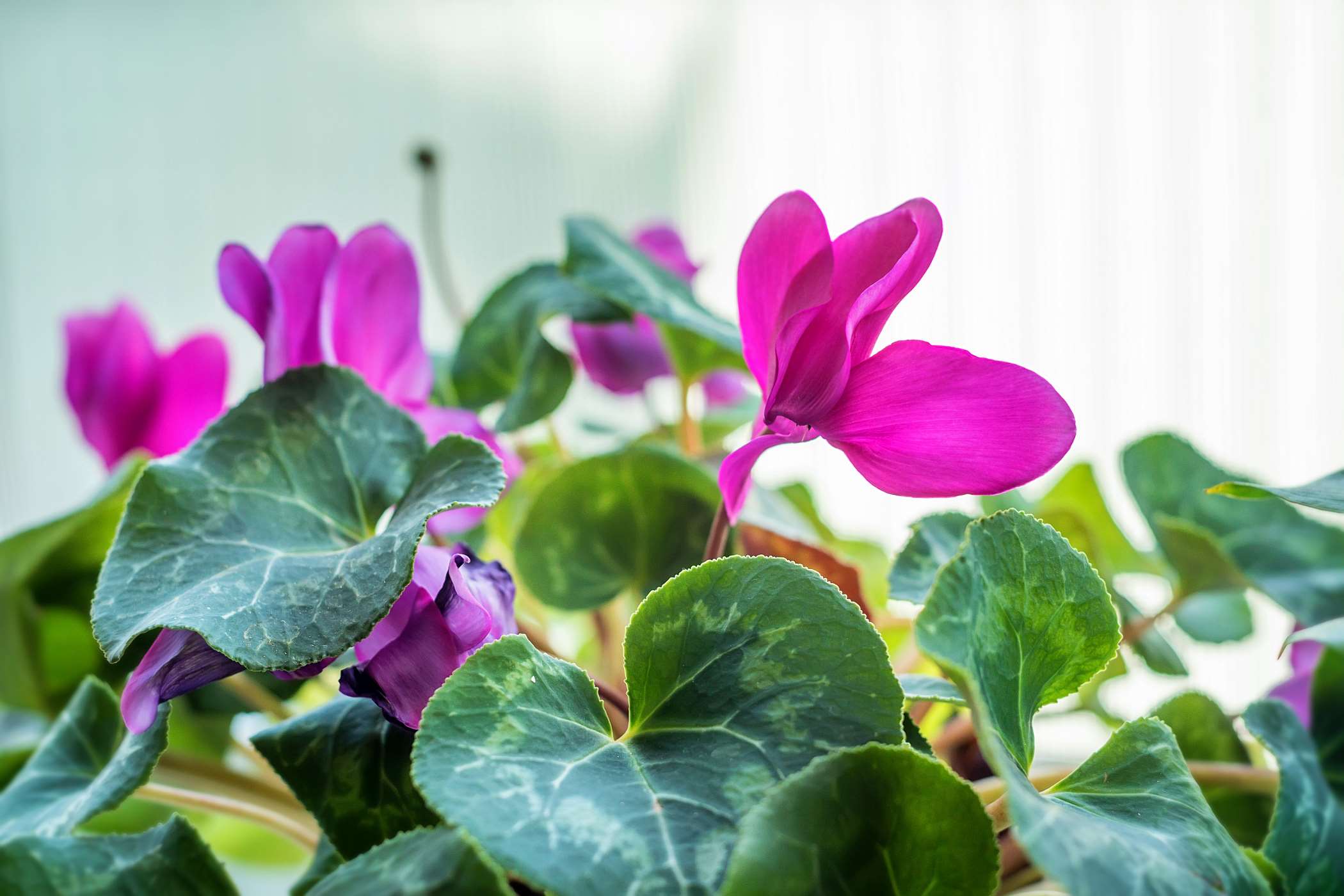 Zdjęcia cyklameny perskiego - 6 fotografii