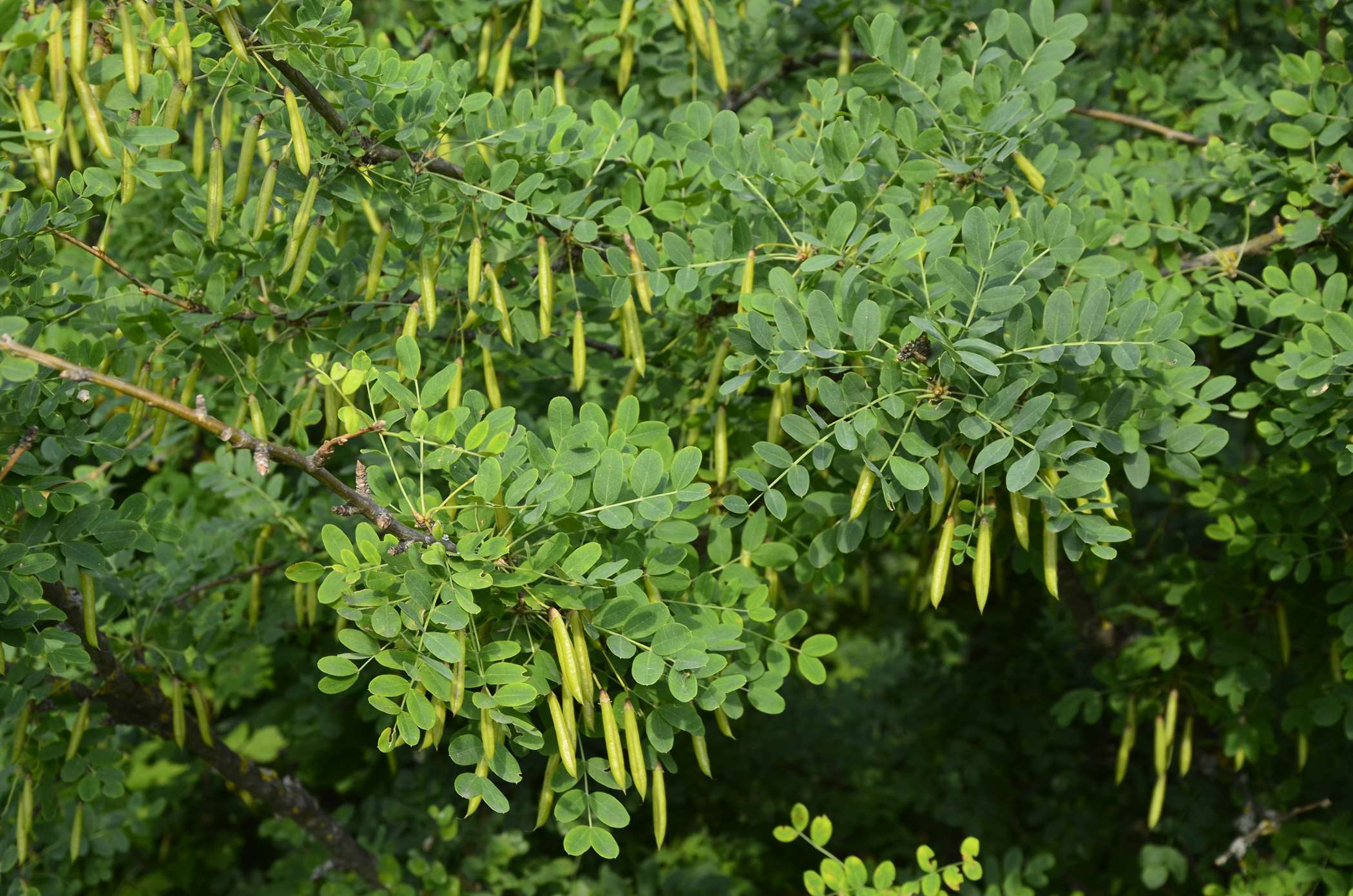 Zdjęcia karagany syberyjskiej - 6 fotografii
