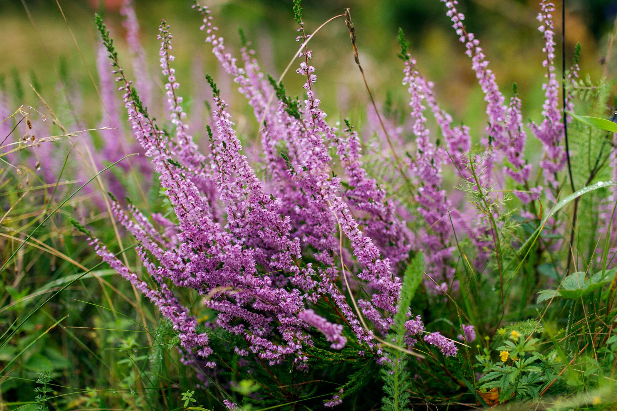 Zdjęcia wrzosu zwyczajnego - 6 fotografii