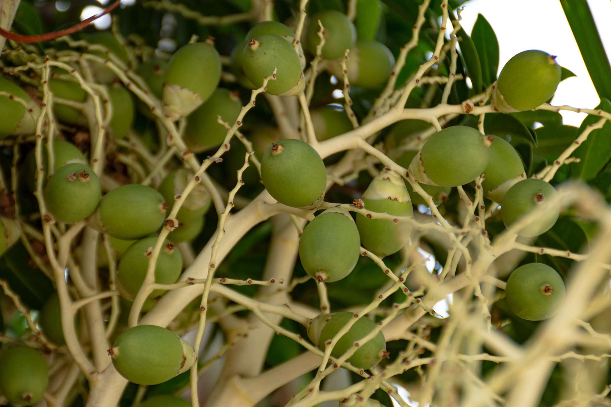 Zdjęcia palmy areki - 4 fotografie