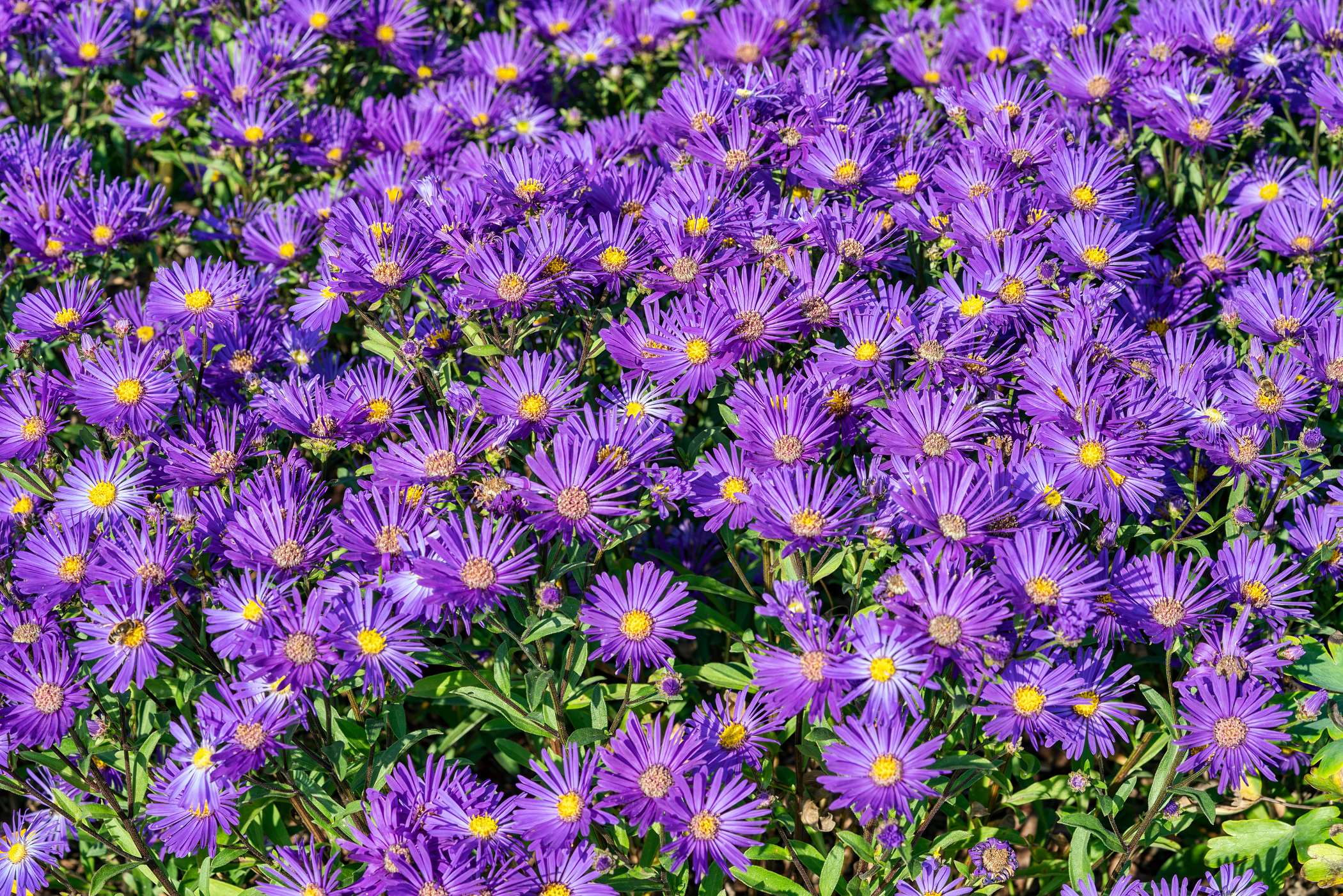 Zdjęcia astra gawędki - 5 fotografii