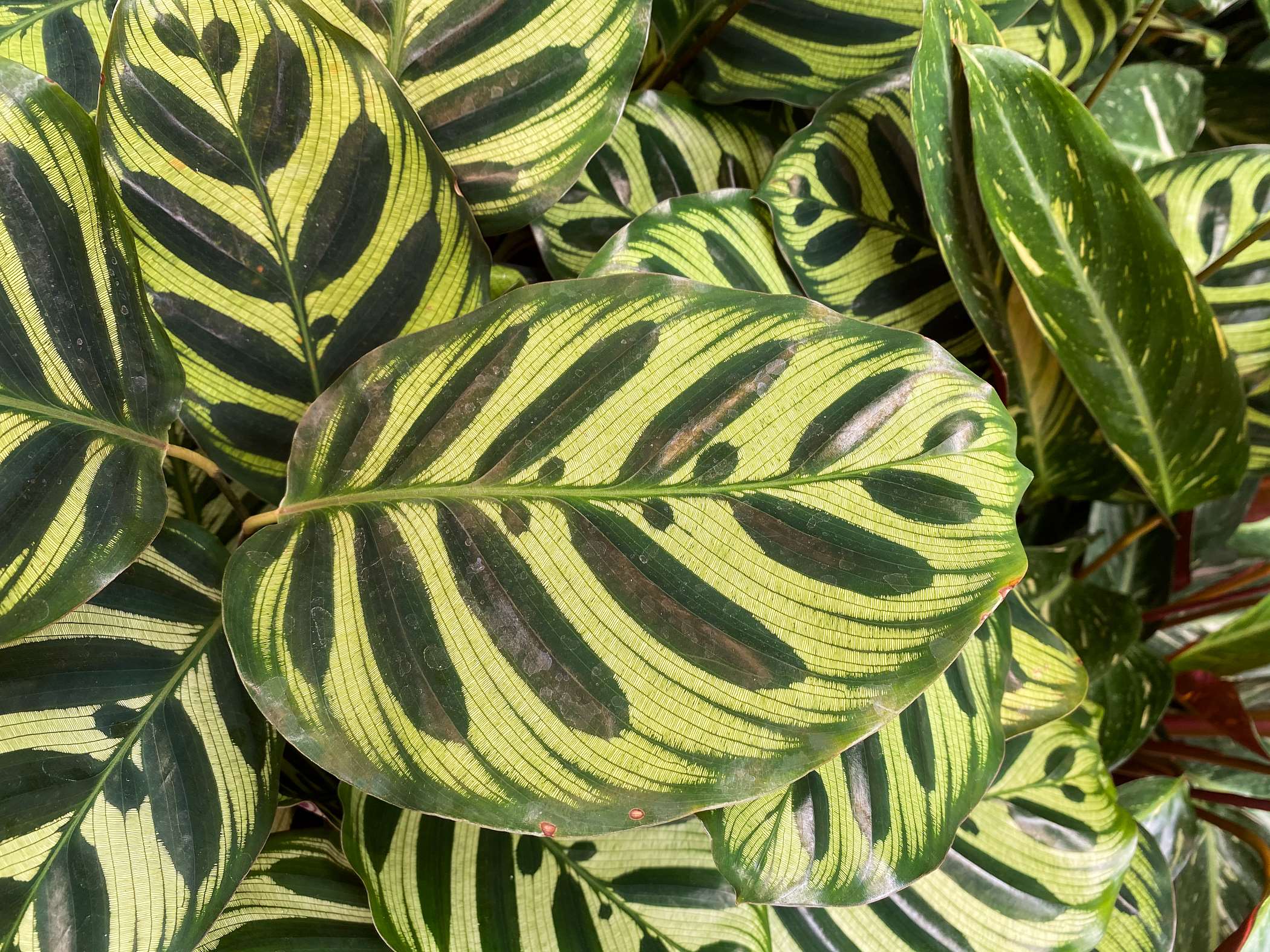 Zdjęcia kalatei makoya - 5 fotografii