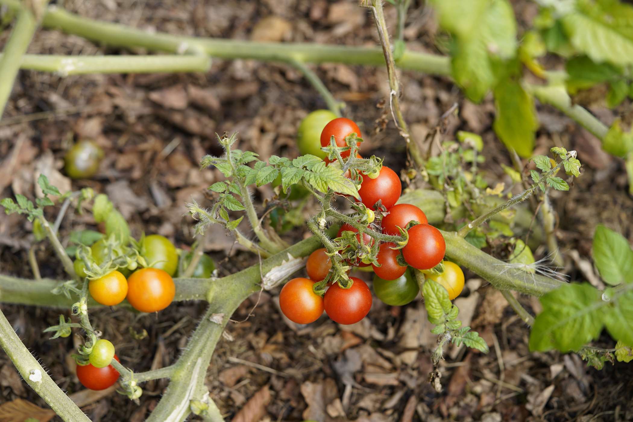 Zdjęcia pomidora koktajlowego - 5 fotografii