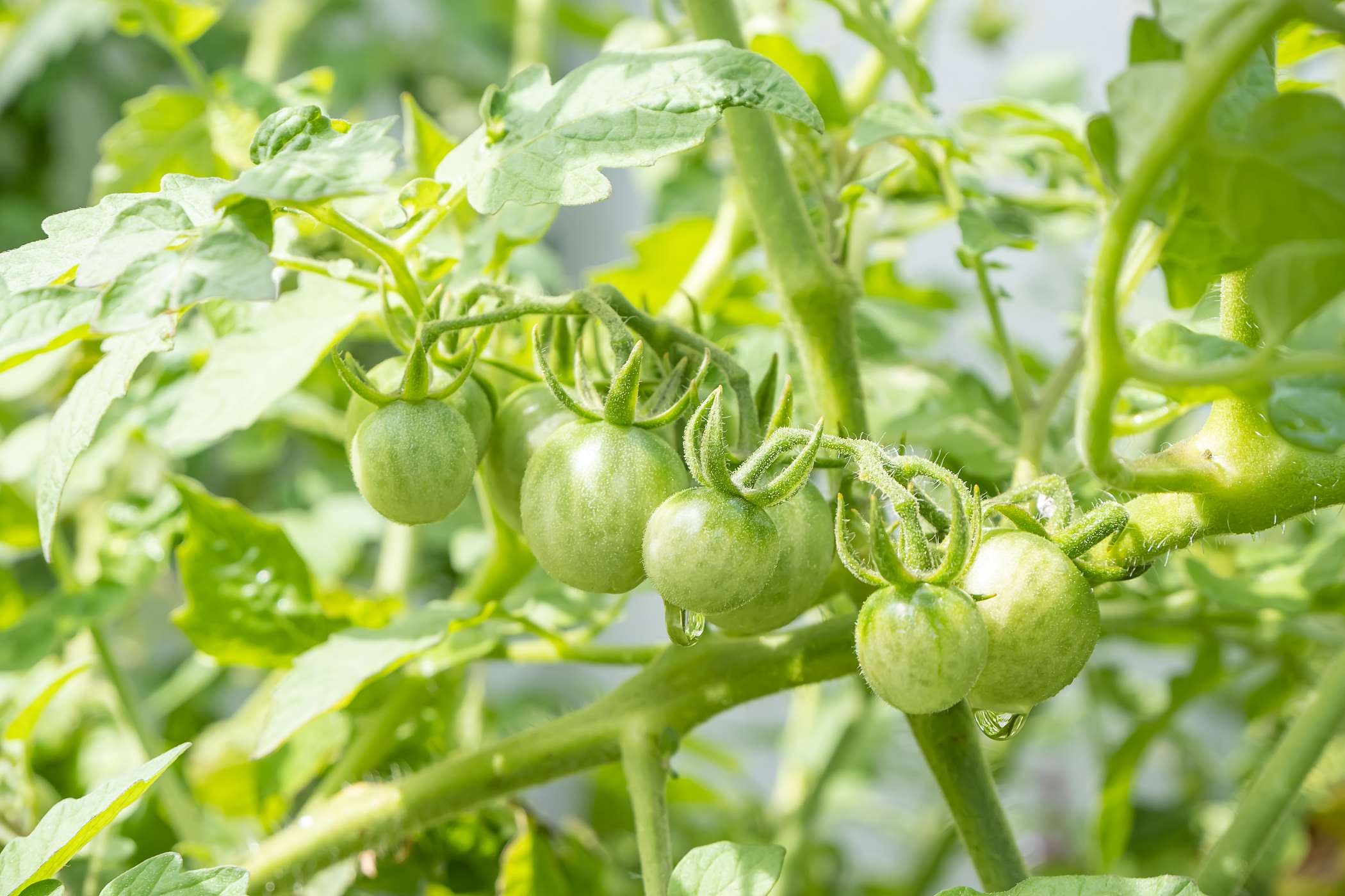 Zdjęcia pomidora koktajlowego - 5 fotografii