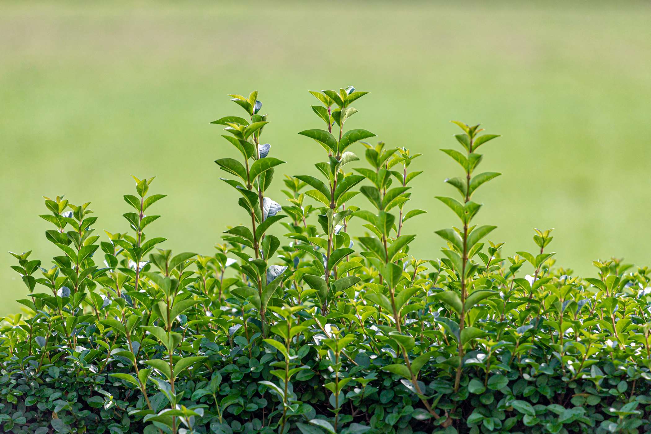 Zdjęcia ligustru jajolistnego - 5 fotografii