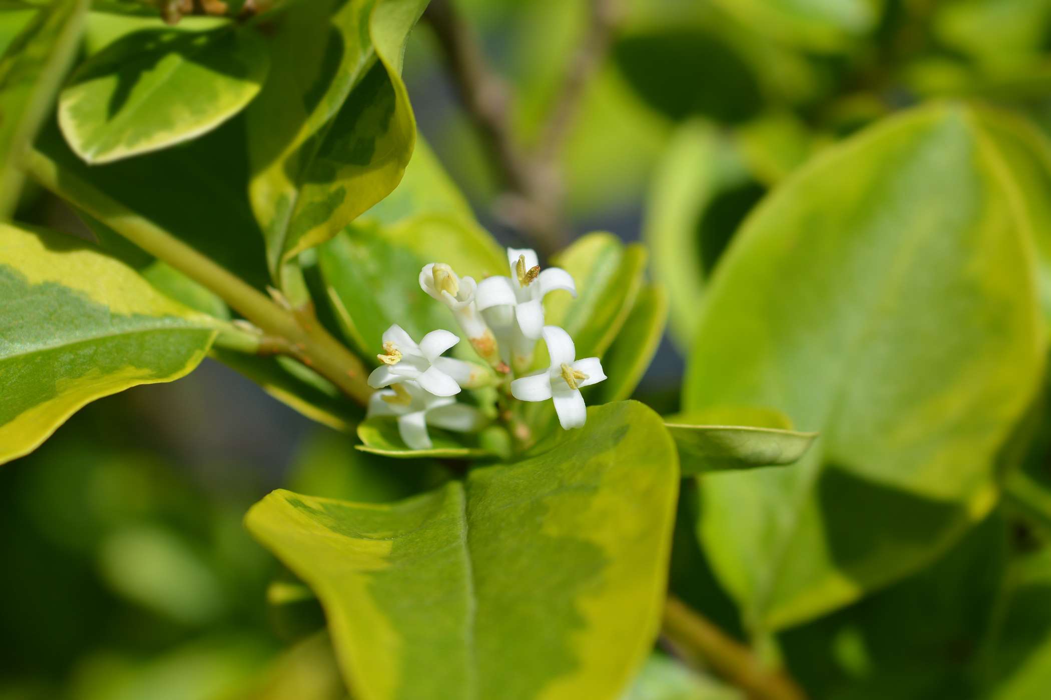 Zdjęcia ligustru jajolistnego - 5 fotografii
