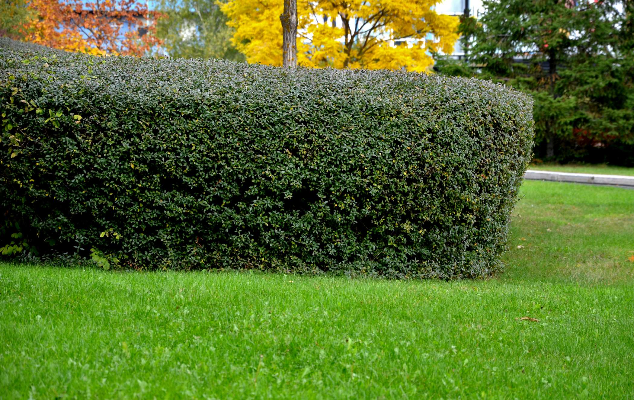 Zdjęcia ligustru jajolistnego - 5 fotografii