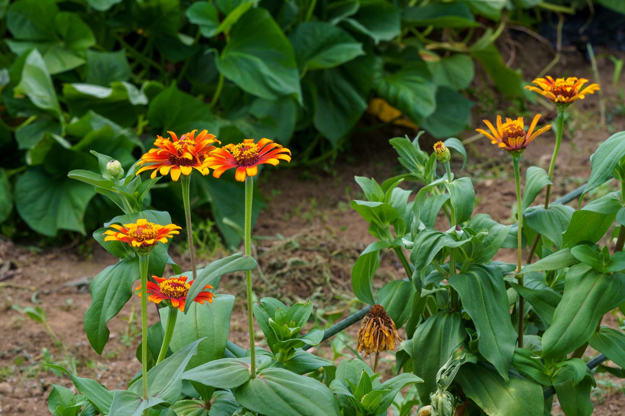 Zdjęcia cynii wytwornej - 5 fotografii