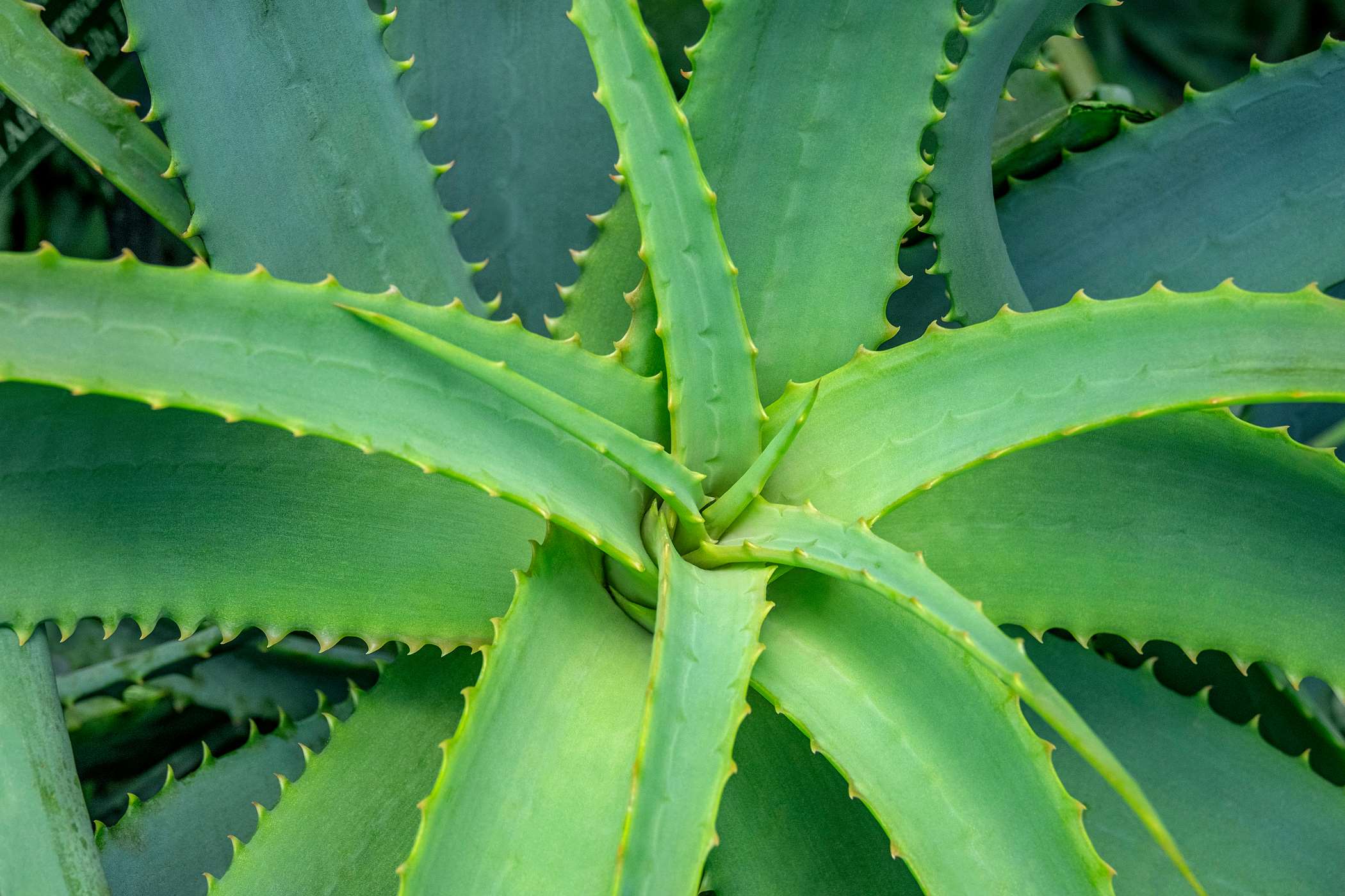 Zdjęcia aloesu drzewiastego - 5 fotografii