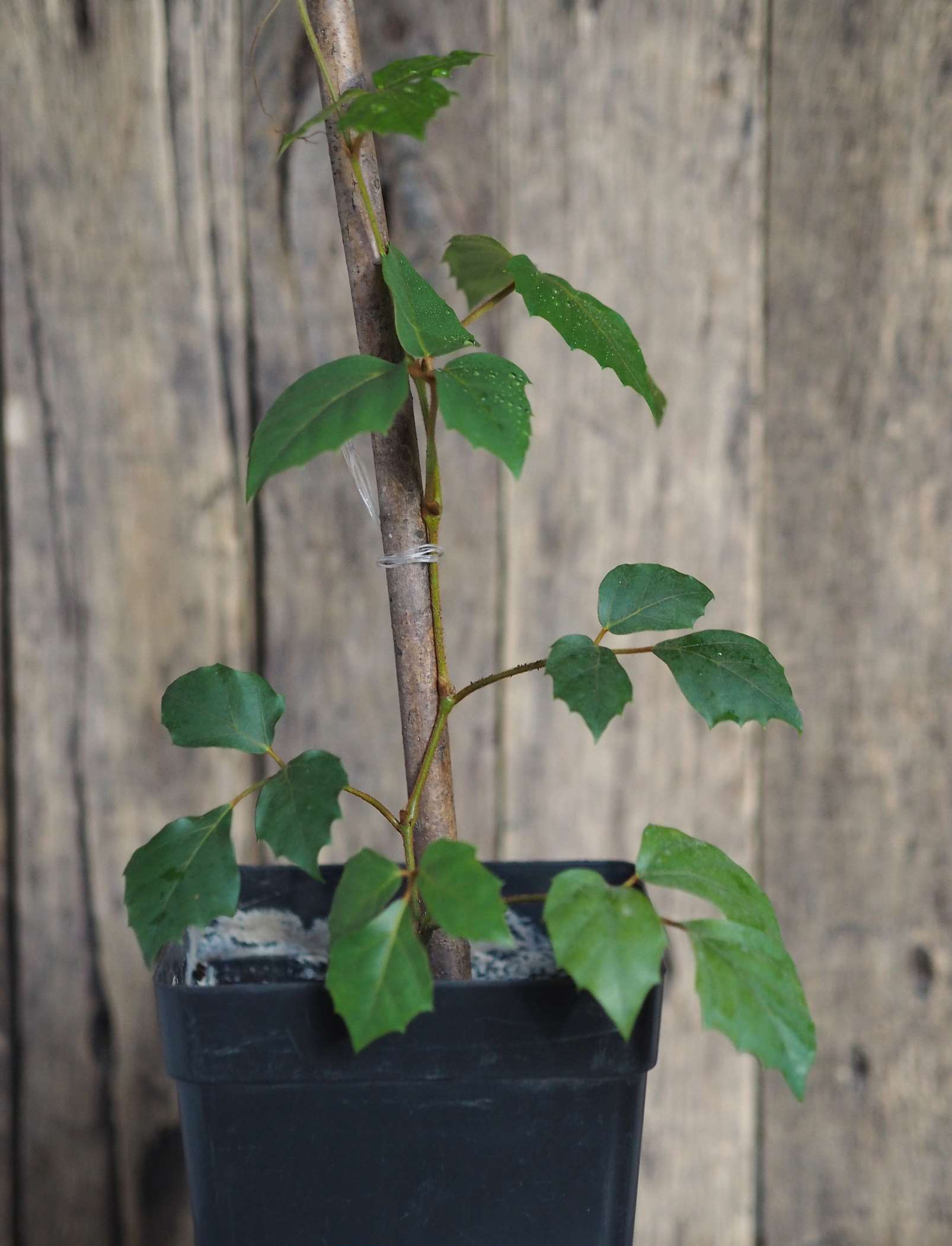 Zdjęcia cissusa rombolistnego - 5 fotografii