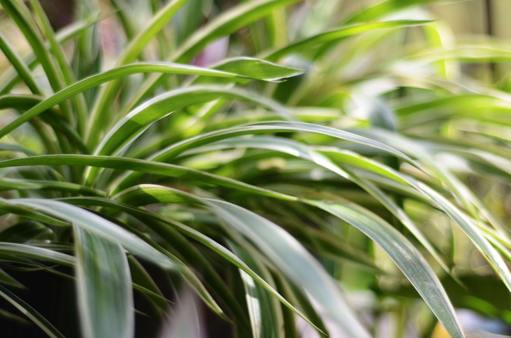 Zdjęcia turzycy japońskiej - 6 fotografii