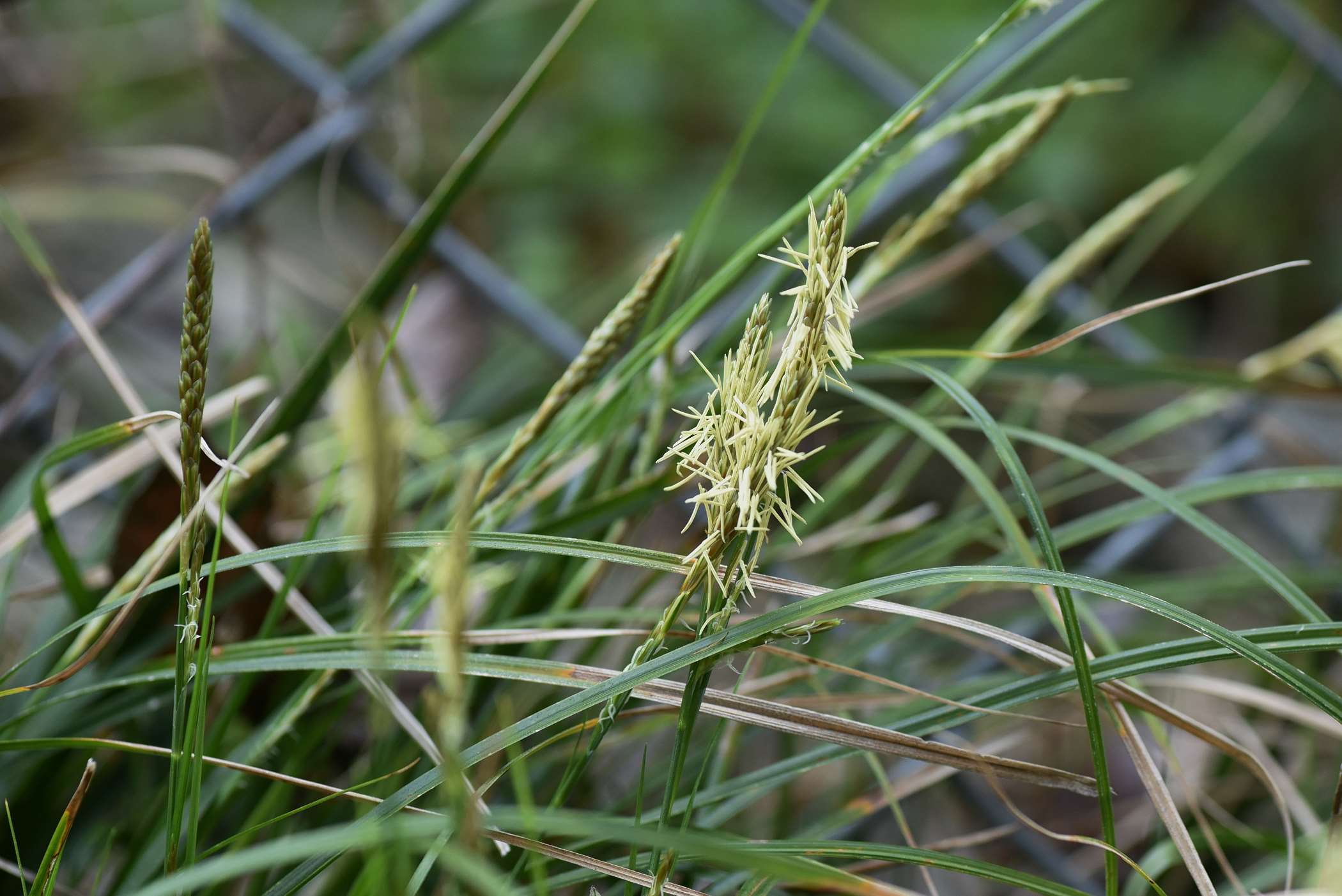 Zdjęcia turzycy japońskiej - 6 fotografii