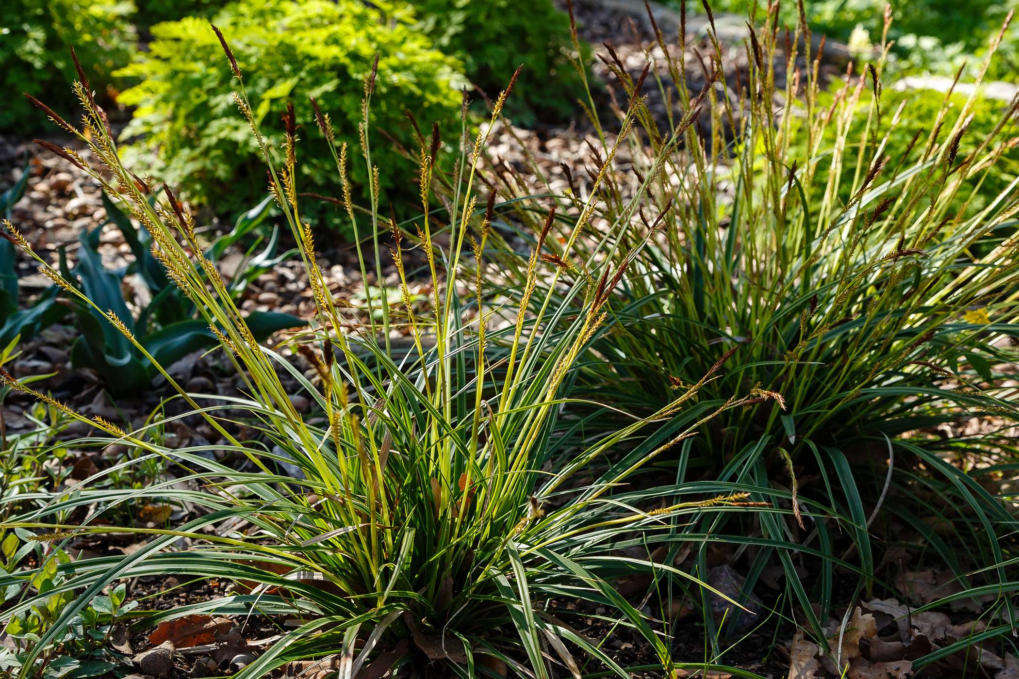 Zdjęcia turzycy japońskiej - 6 fotografii