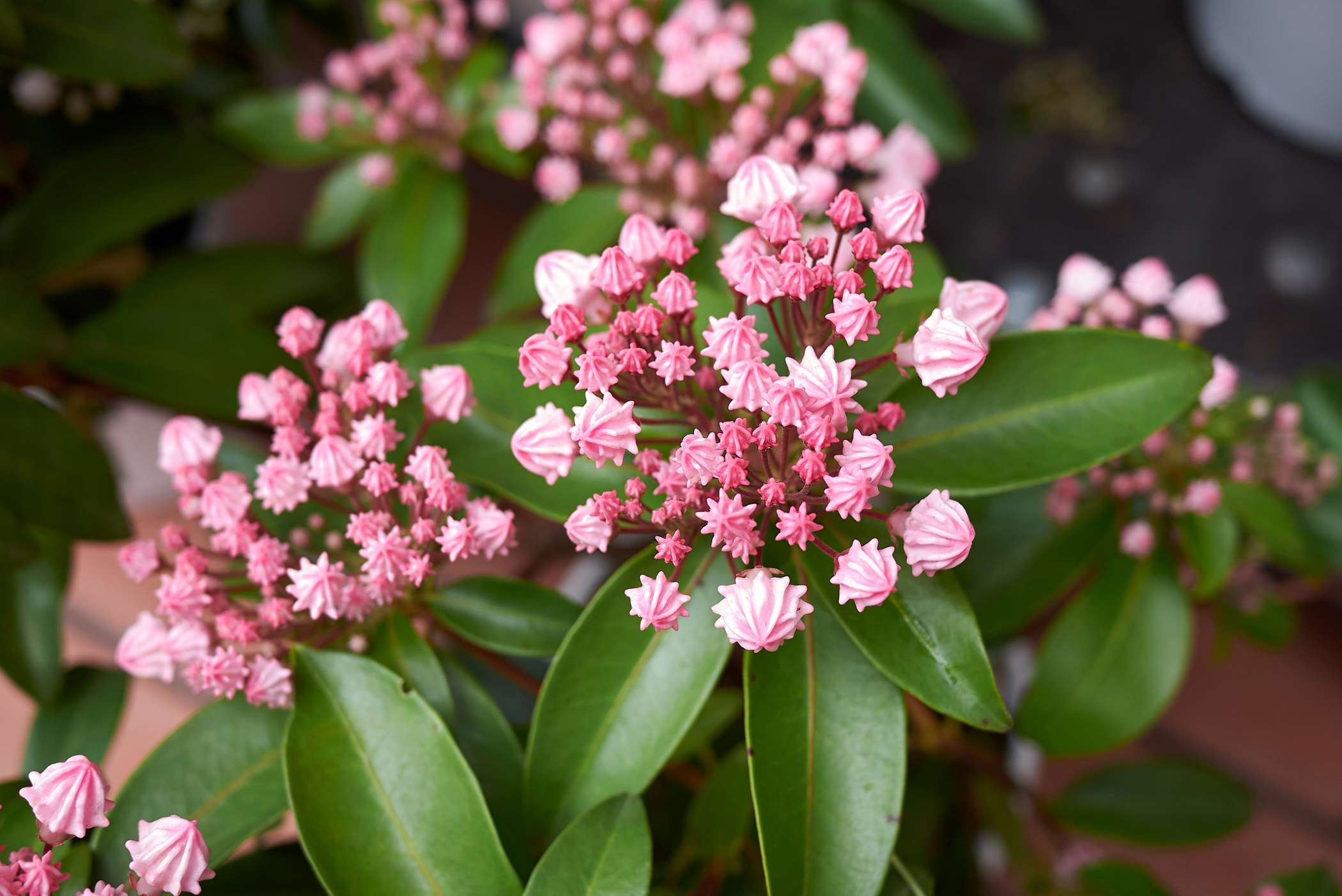 Zdjęcia kalmii szerokolistnej - 5 fotografii