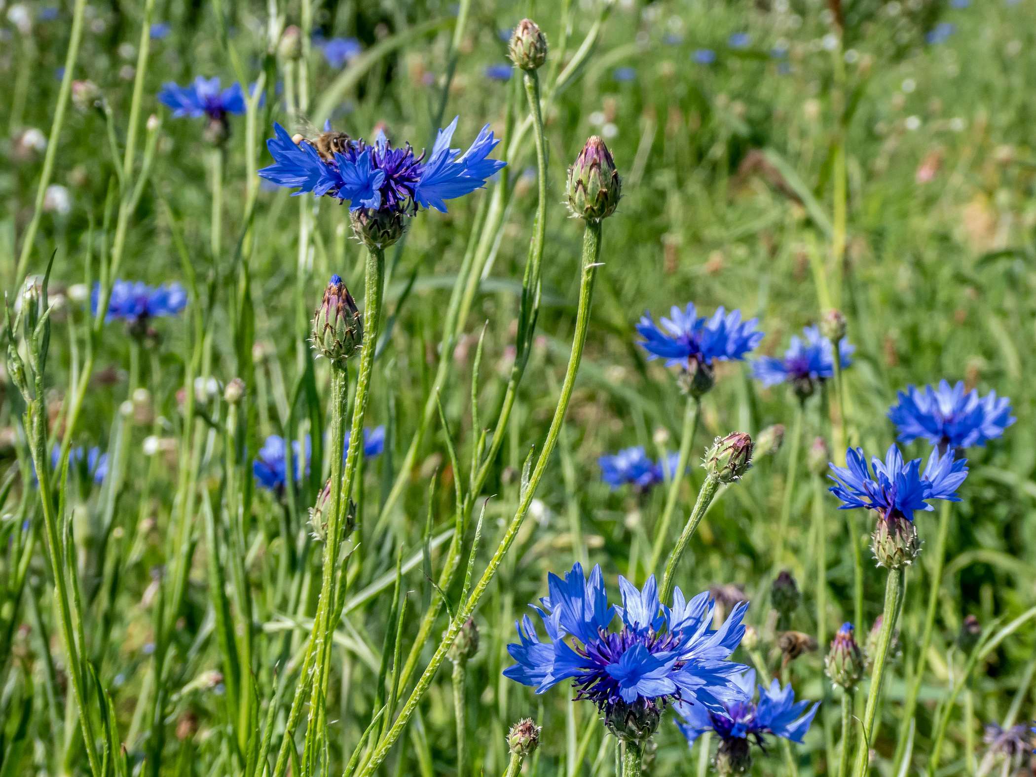 Zdjęcia chabra bławatka - 5 fotografii