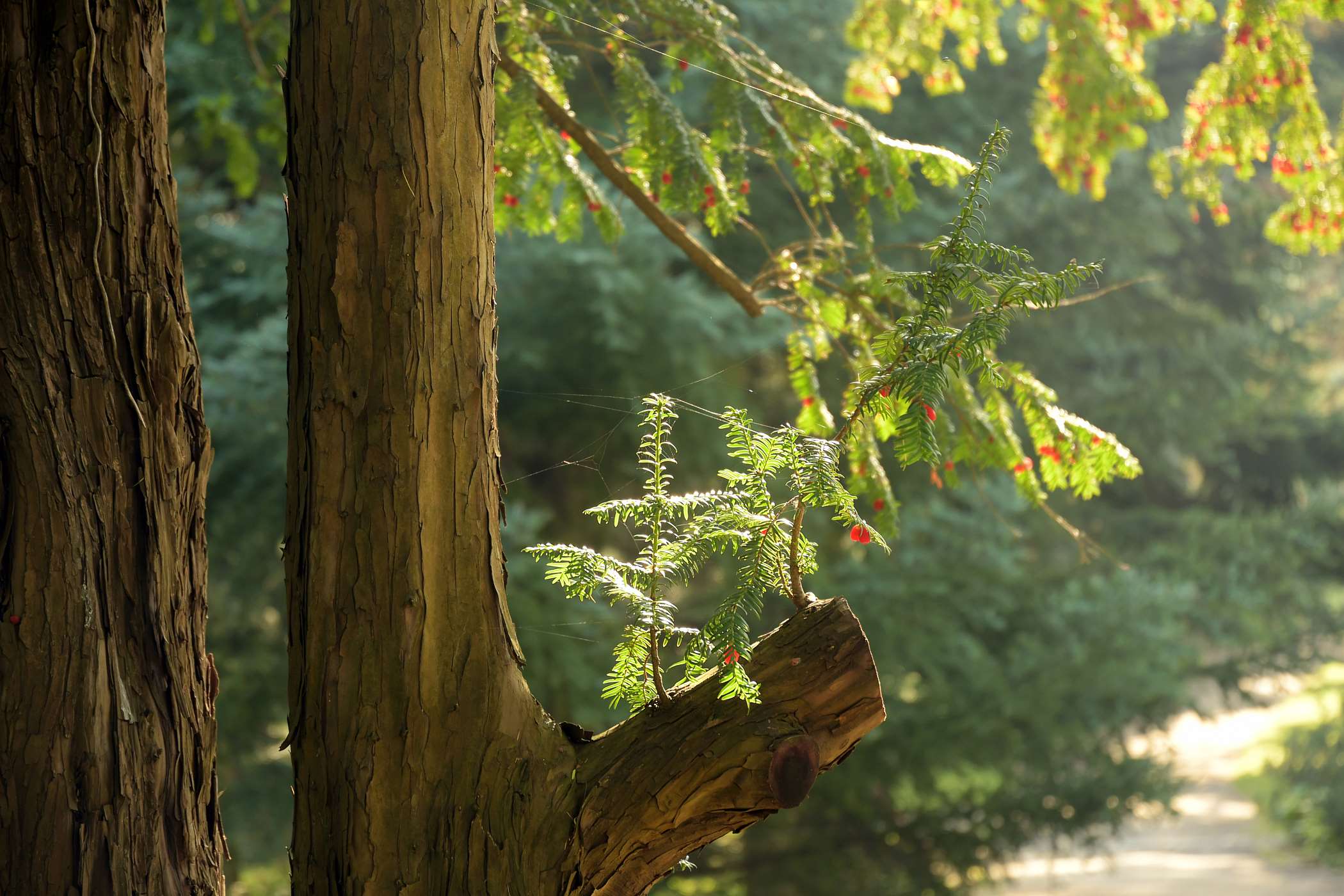 Zdjęcia cisa pospolitego - 3 fotografie
