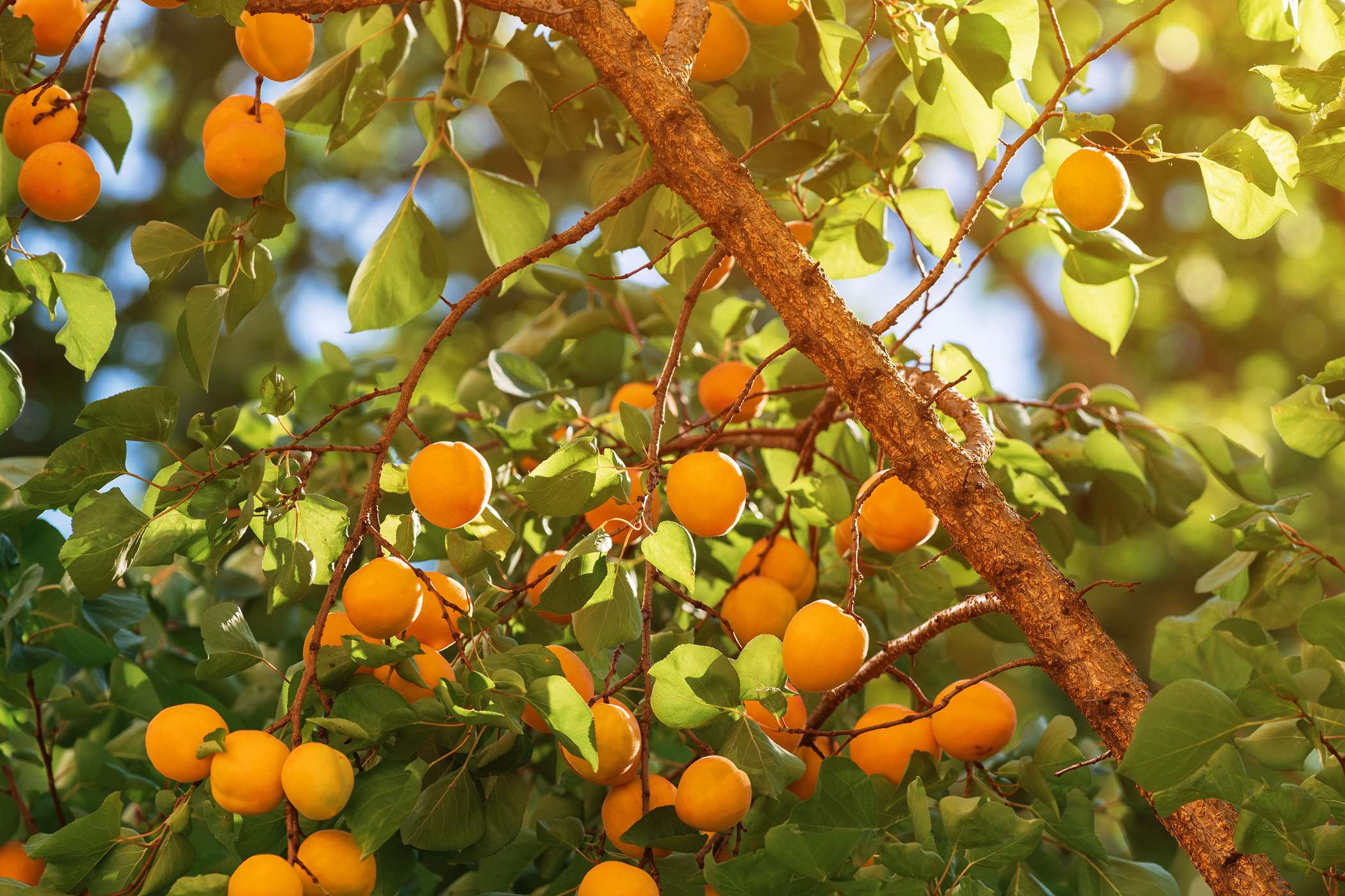 Zdjęcia moreli pospolitej - 6 fotografii