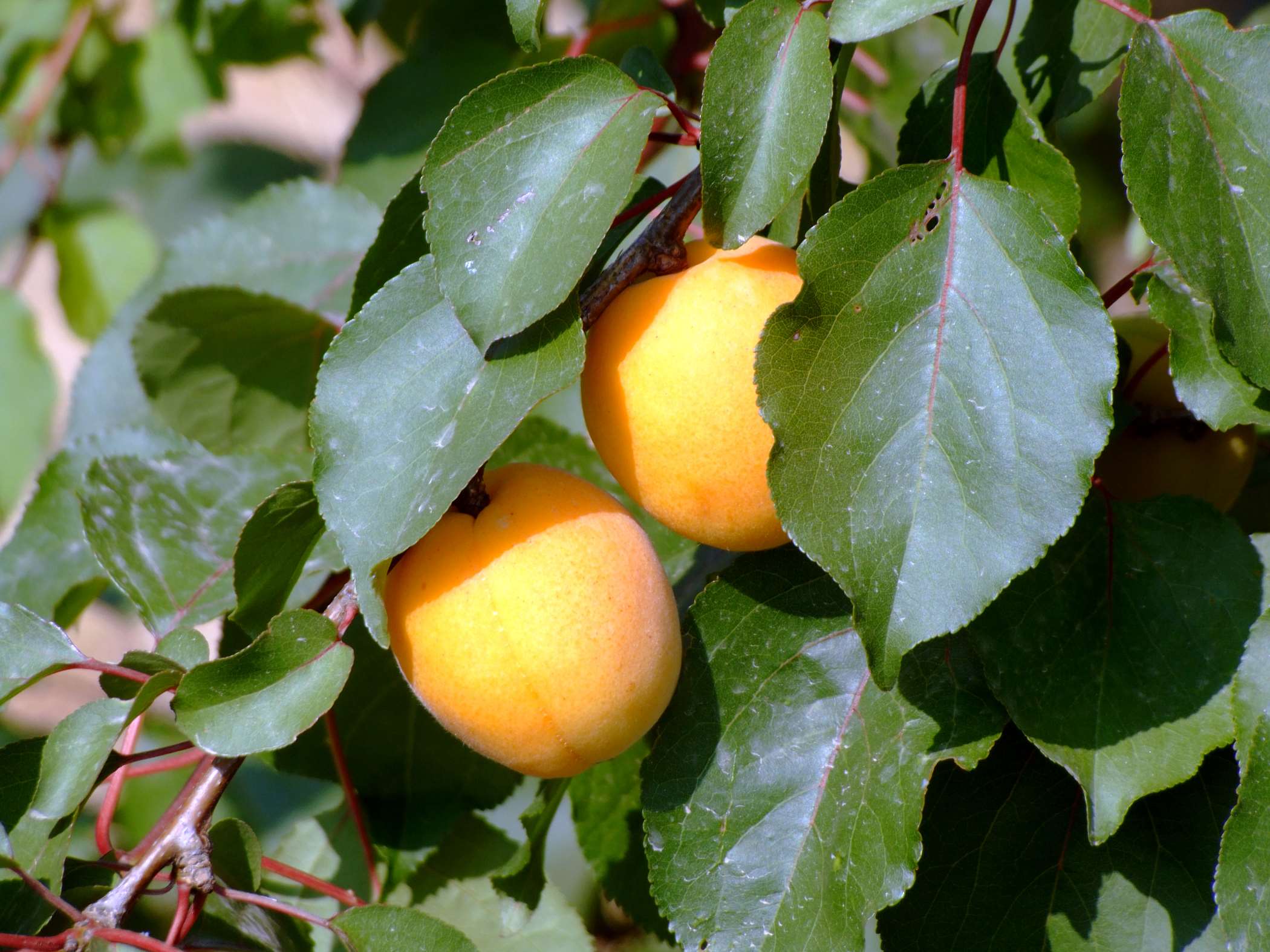 Zdjęcia moreli pospolitej - 6 fotografii