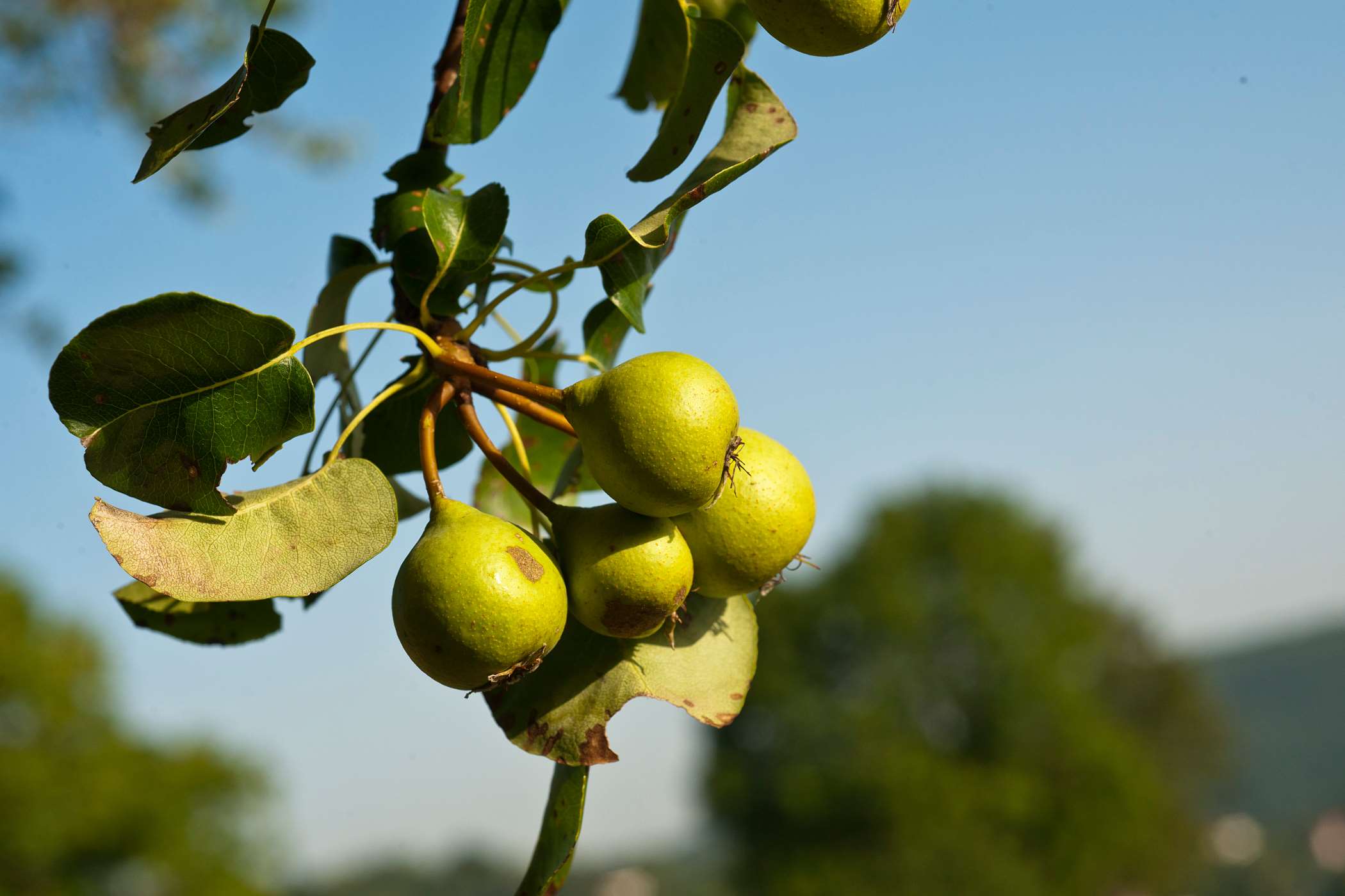 Zdjęcia gruszy polnej - 6 fotografii