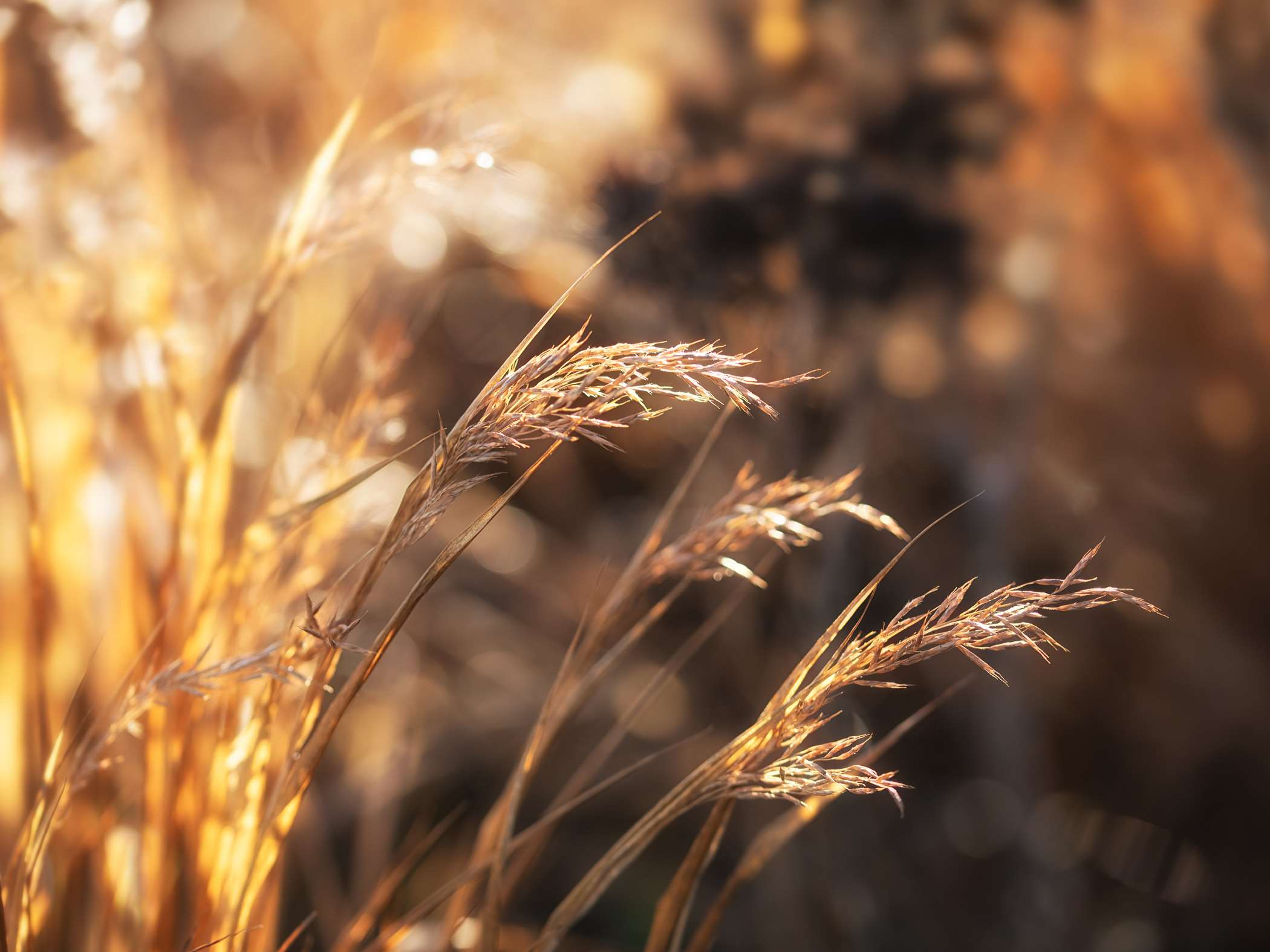 Zdjęcia trawy bambusowej - 5 fotografii