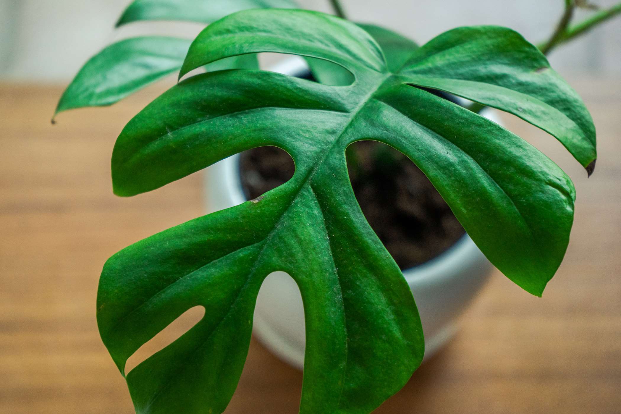 Zdjęcia monstery minima - 5 fotografii