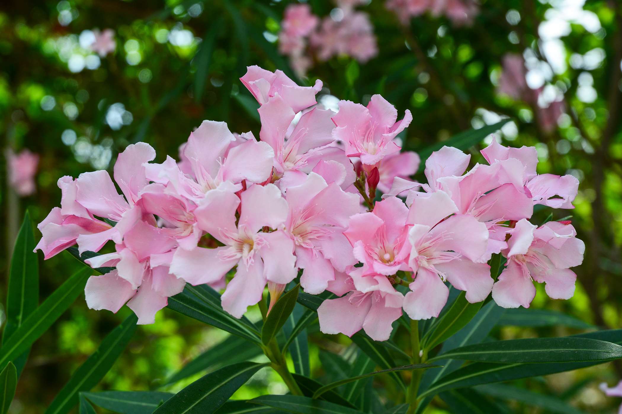 Zdjęcia oleandra pospolitego - 3 fotografie