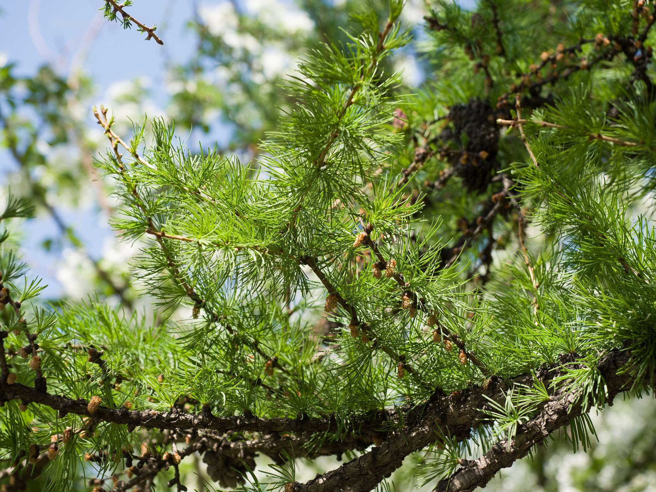 Zdjęcia modrzewia syberyjskiego - 5 fotografii