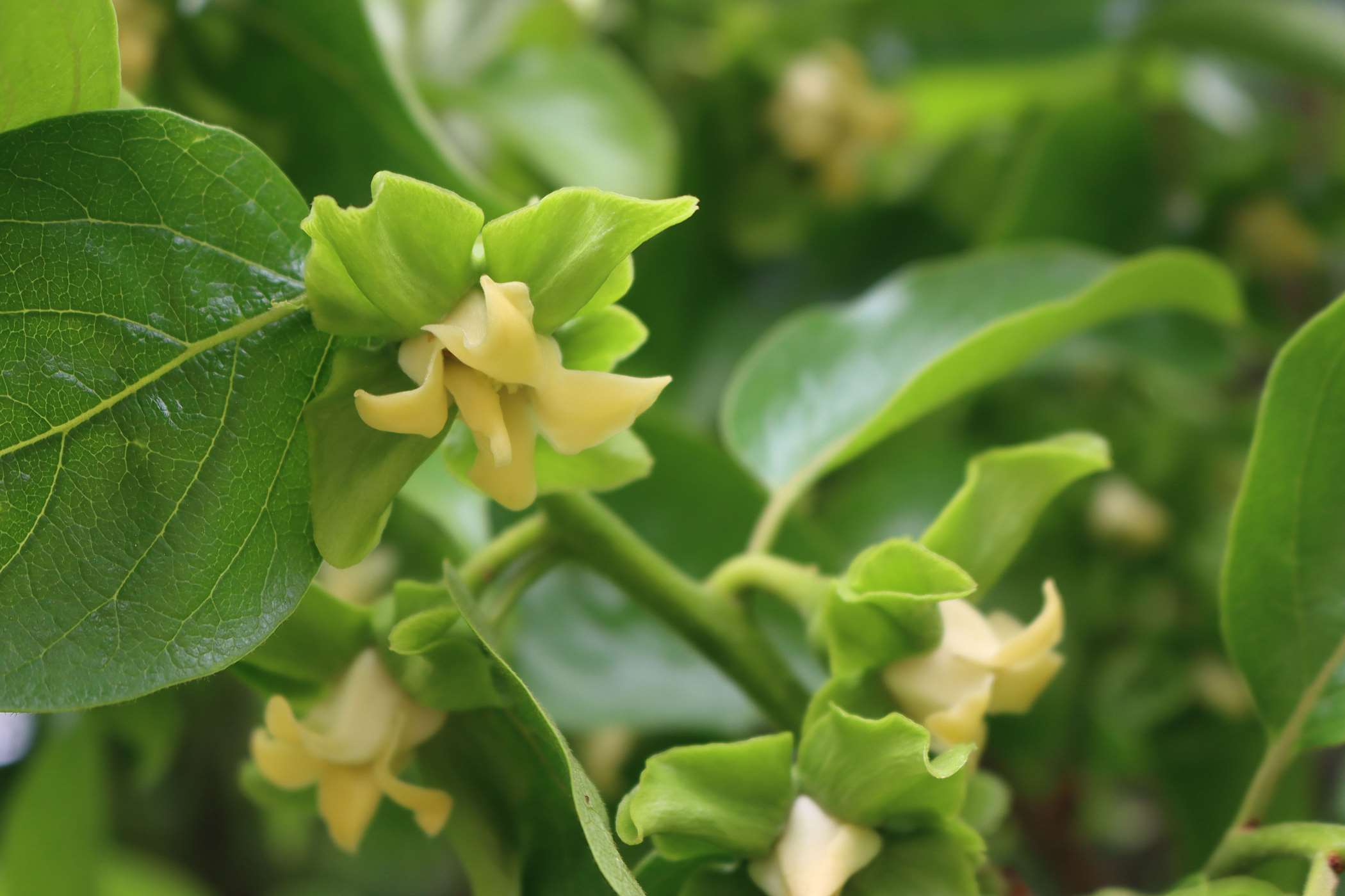 Zdjęcia hurmy wschodniej - 5 fotografii