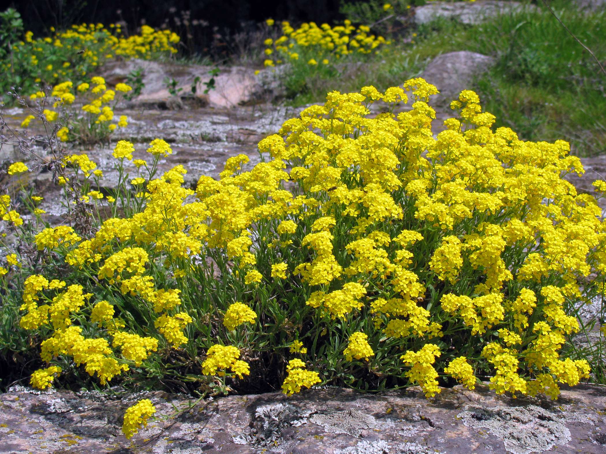 Zdjęcia smagliczki skalnej - 5 fotografii