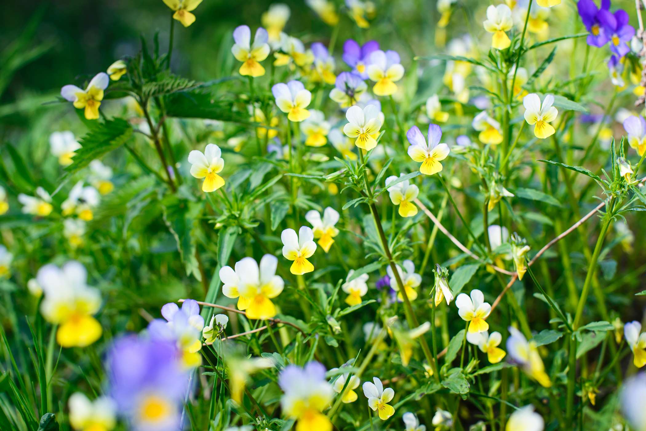 Zdjęcia fiołka polnego - 5 fotografii