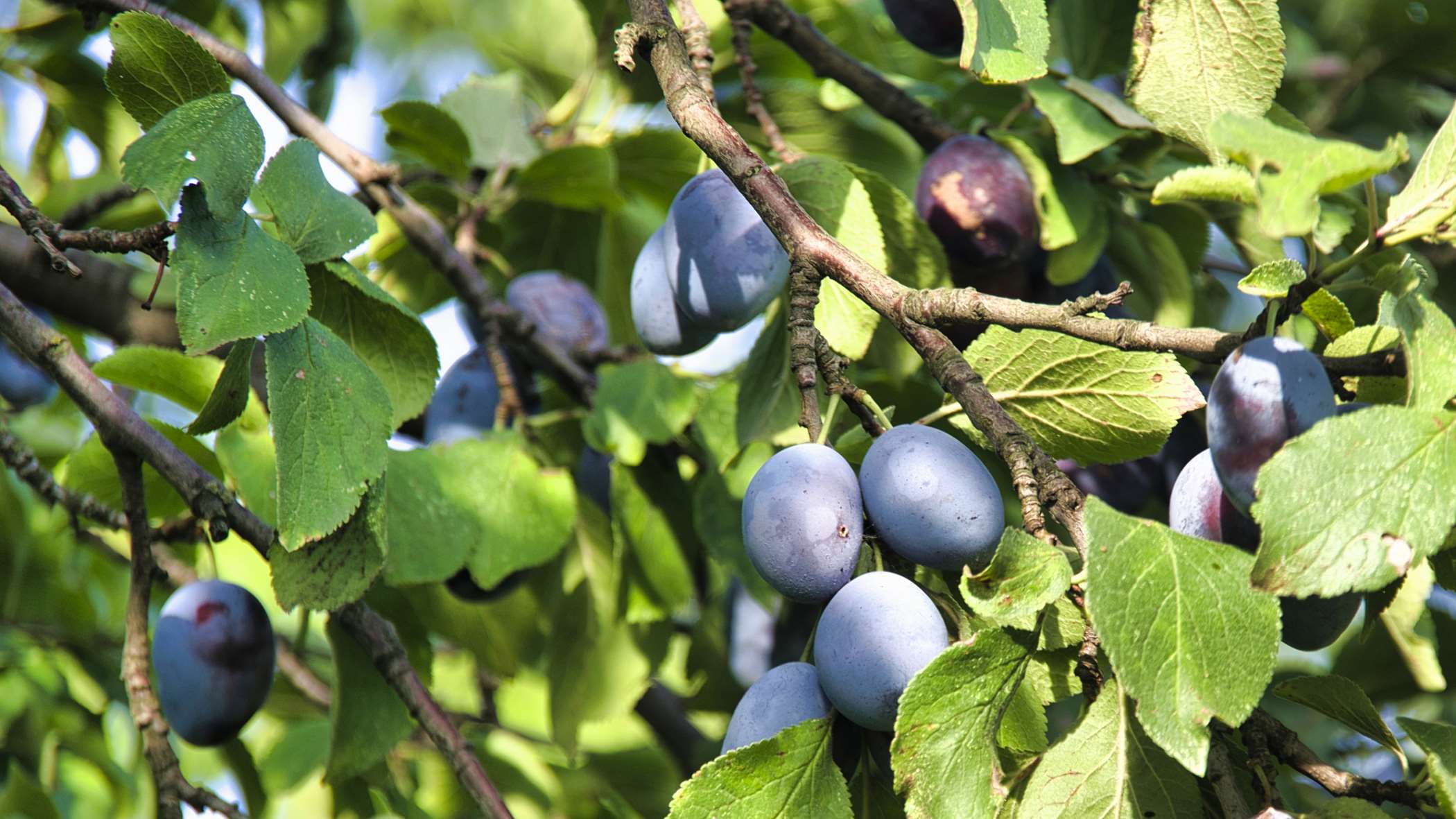 Zdjęcia śliwy węgierki - 5 fotografii