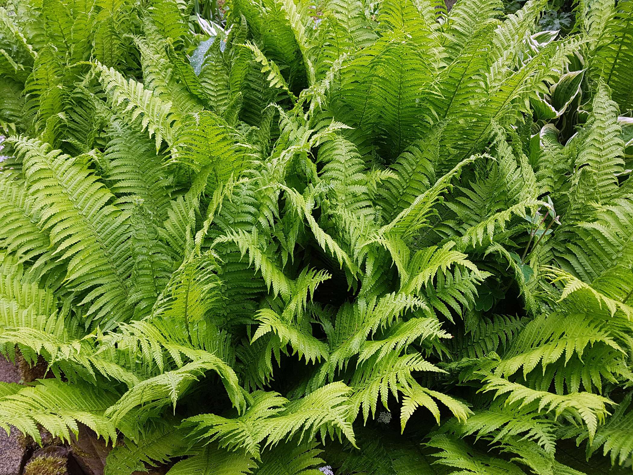 Zdjęcia pióropusznika strusiego - 5 fotografii