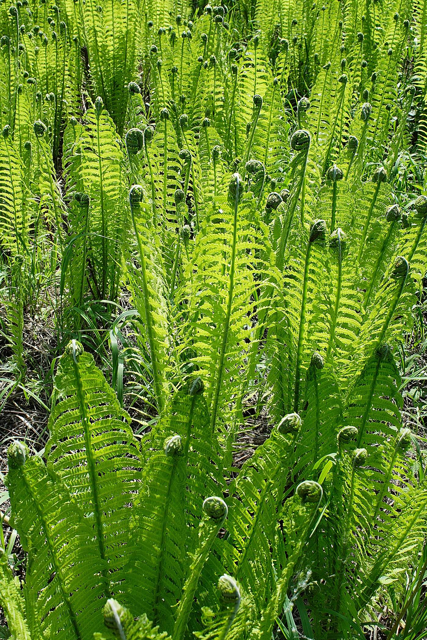 Zdjęcia pióropusznika strusiego - 5 fotografii