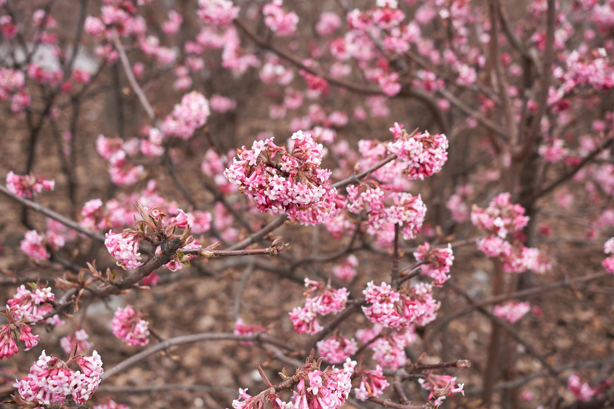 Zdjęcia kaliny wonnej - 5 fotografii